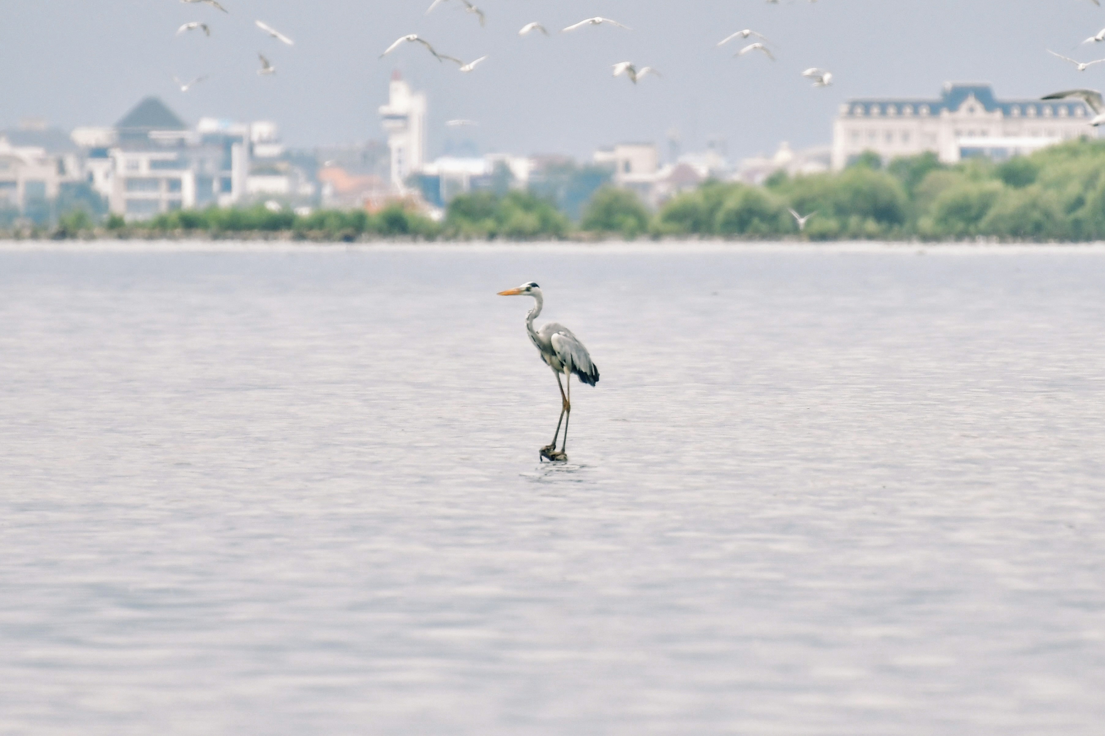 Solitary Heron Amid Quiet Waters