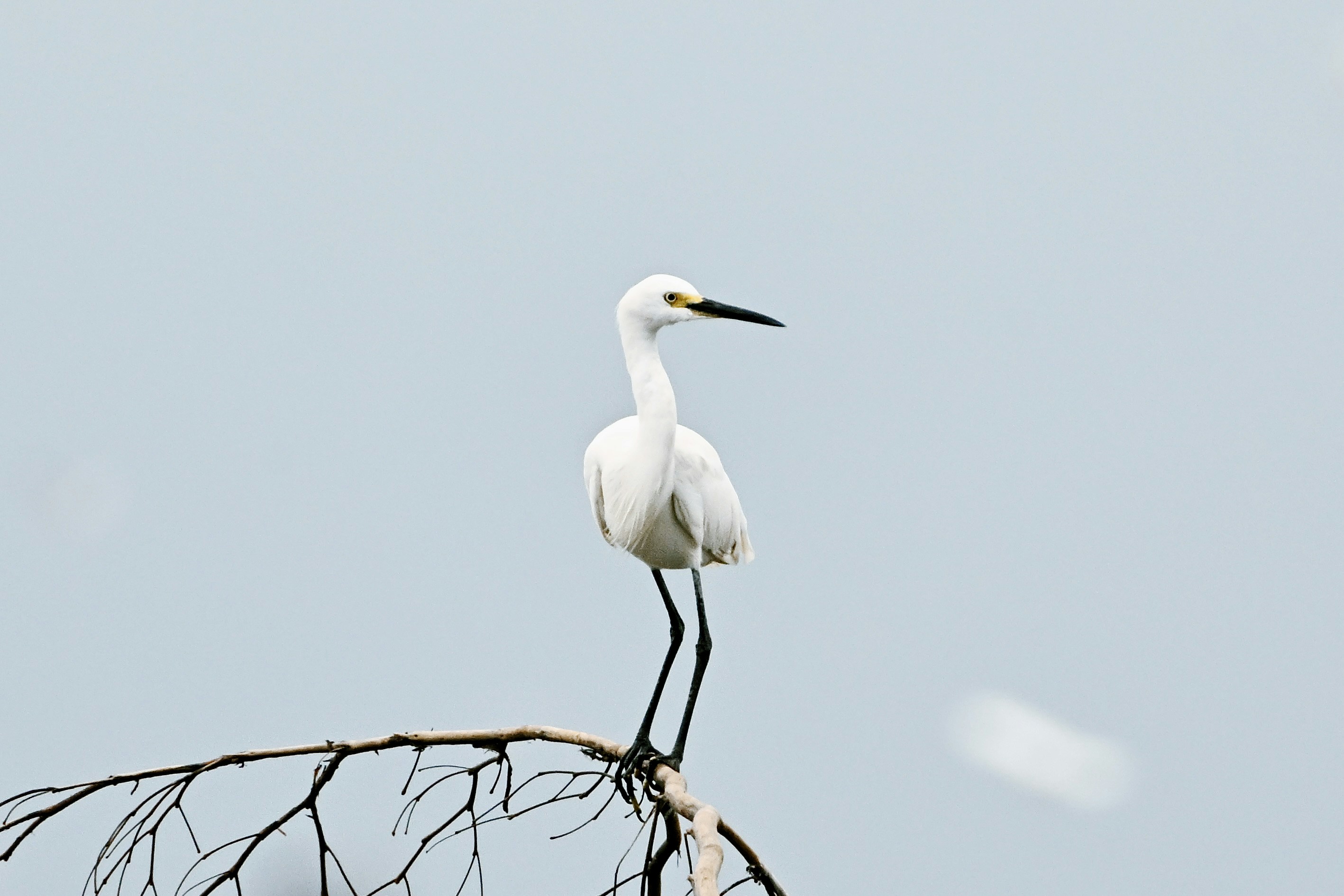 Lonely Heron on a Gnarled Branch at Dusk