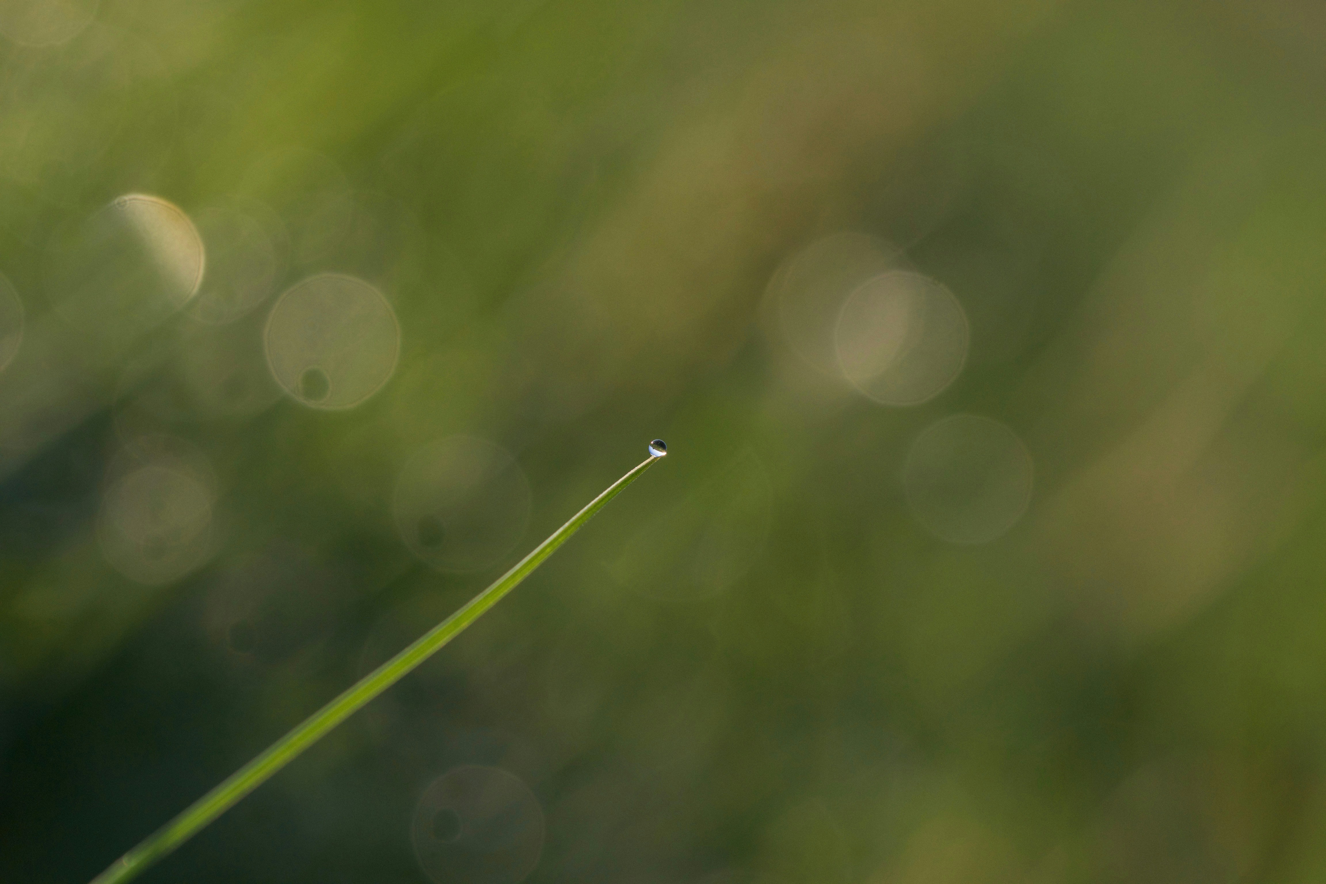 A Delicate Needle: Lone Grass Tip Reaches for the Light
