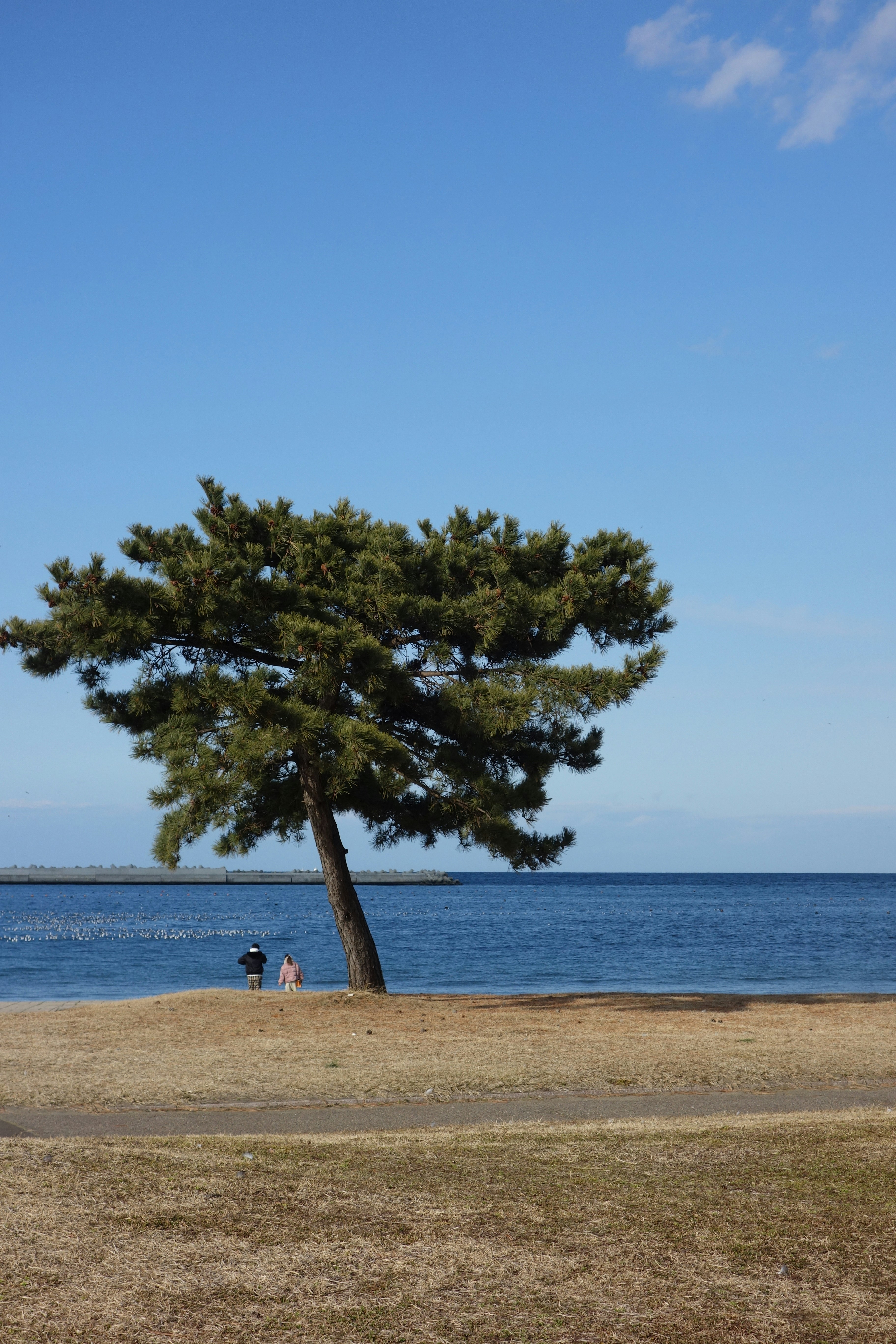 Lone windswept pine by the sea under a clear sky