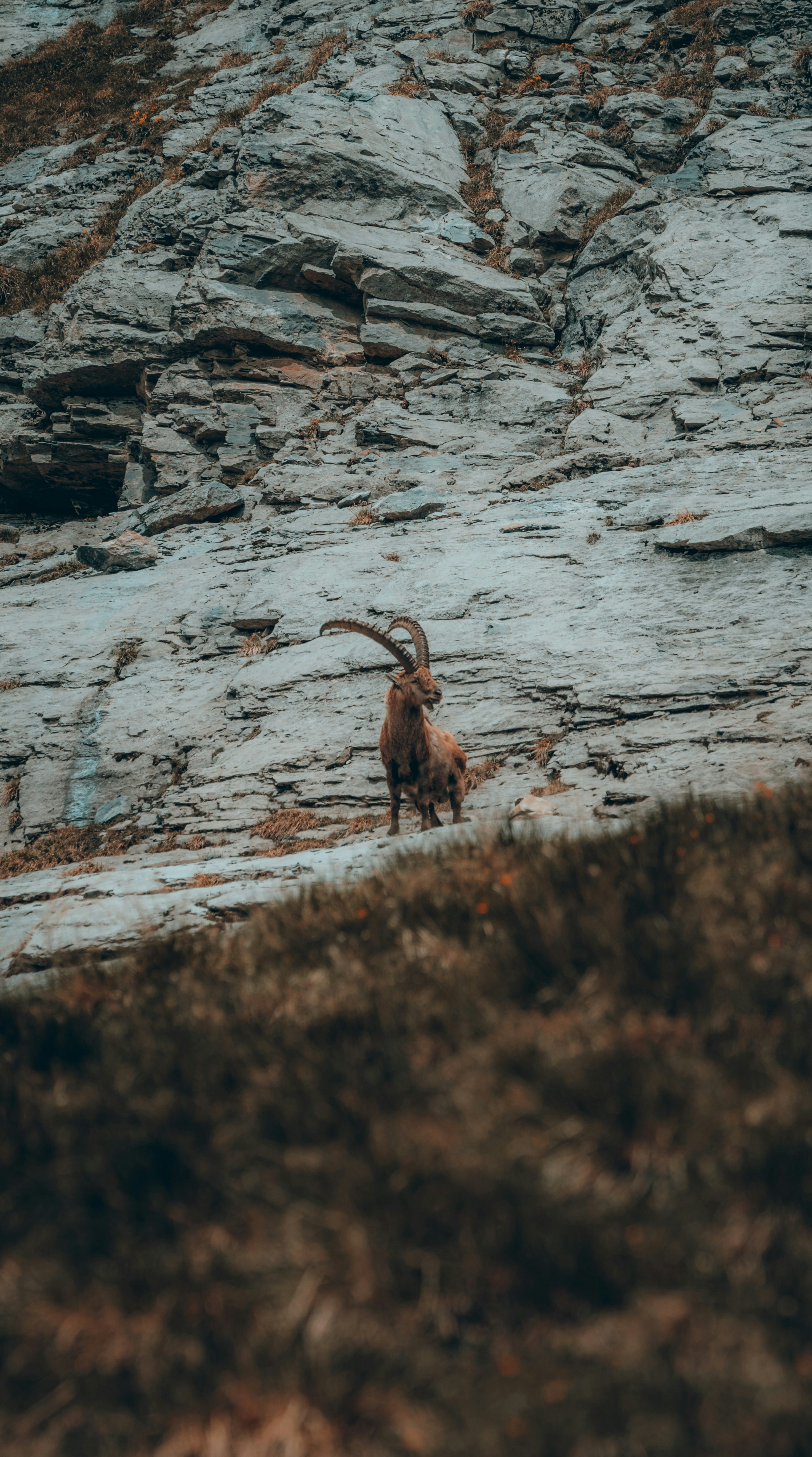 Cormorant of the Crags: A Mountain Goat Stands Against Weathered Granite