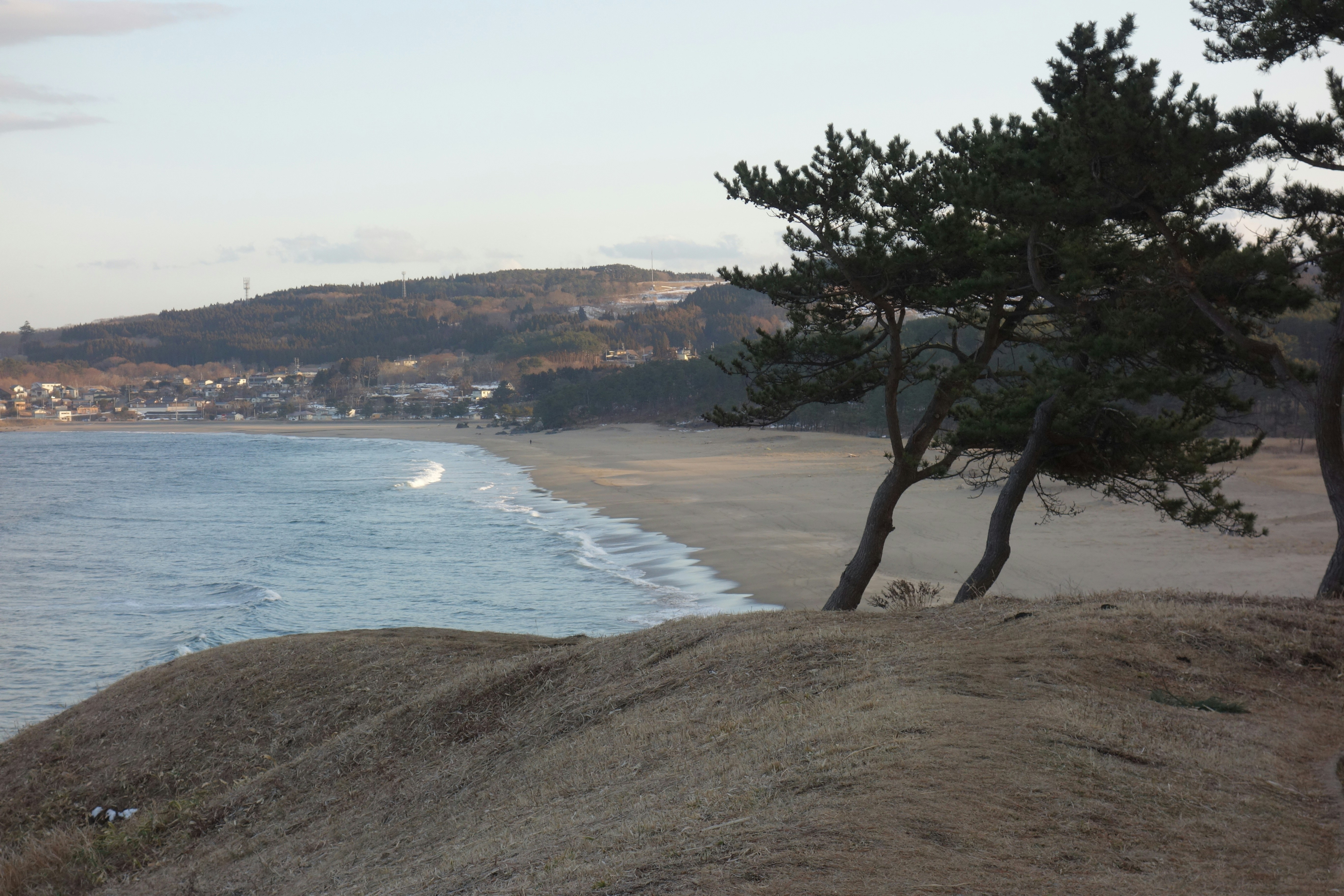 Coastal Promenade: Windswept Pines and Quiet Shoreline