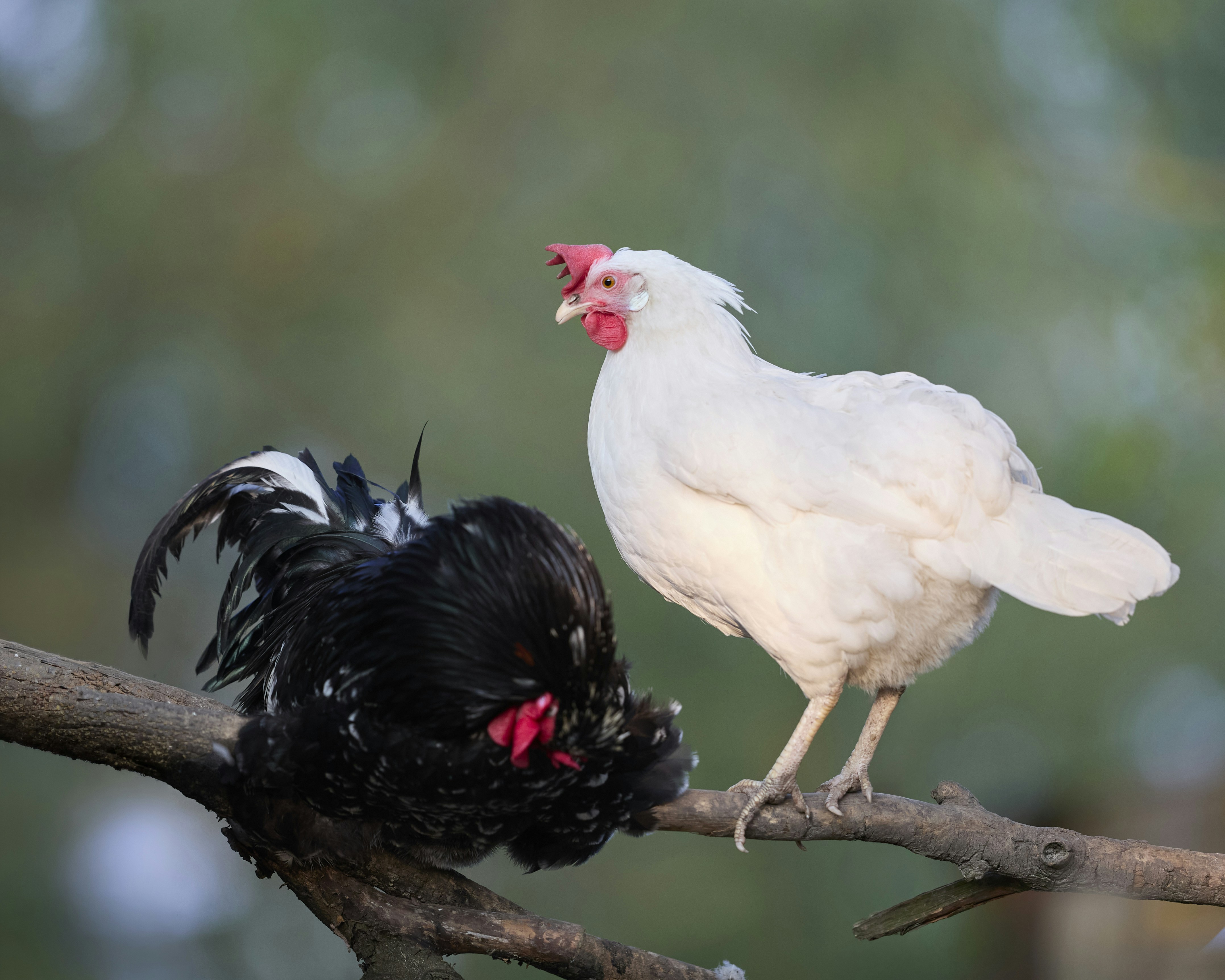 White hen on a branch facing a black rooster in a soft-focus yard
