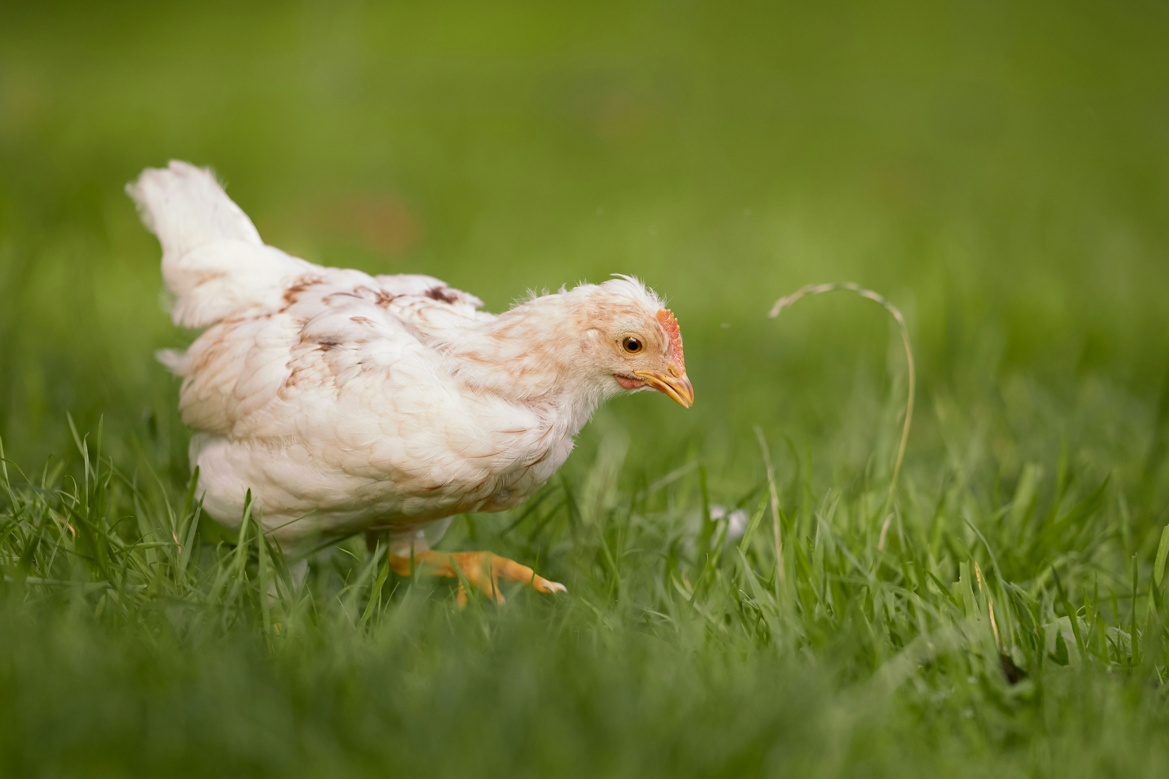 First Steps in the Green Meadow