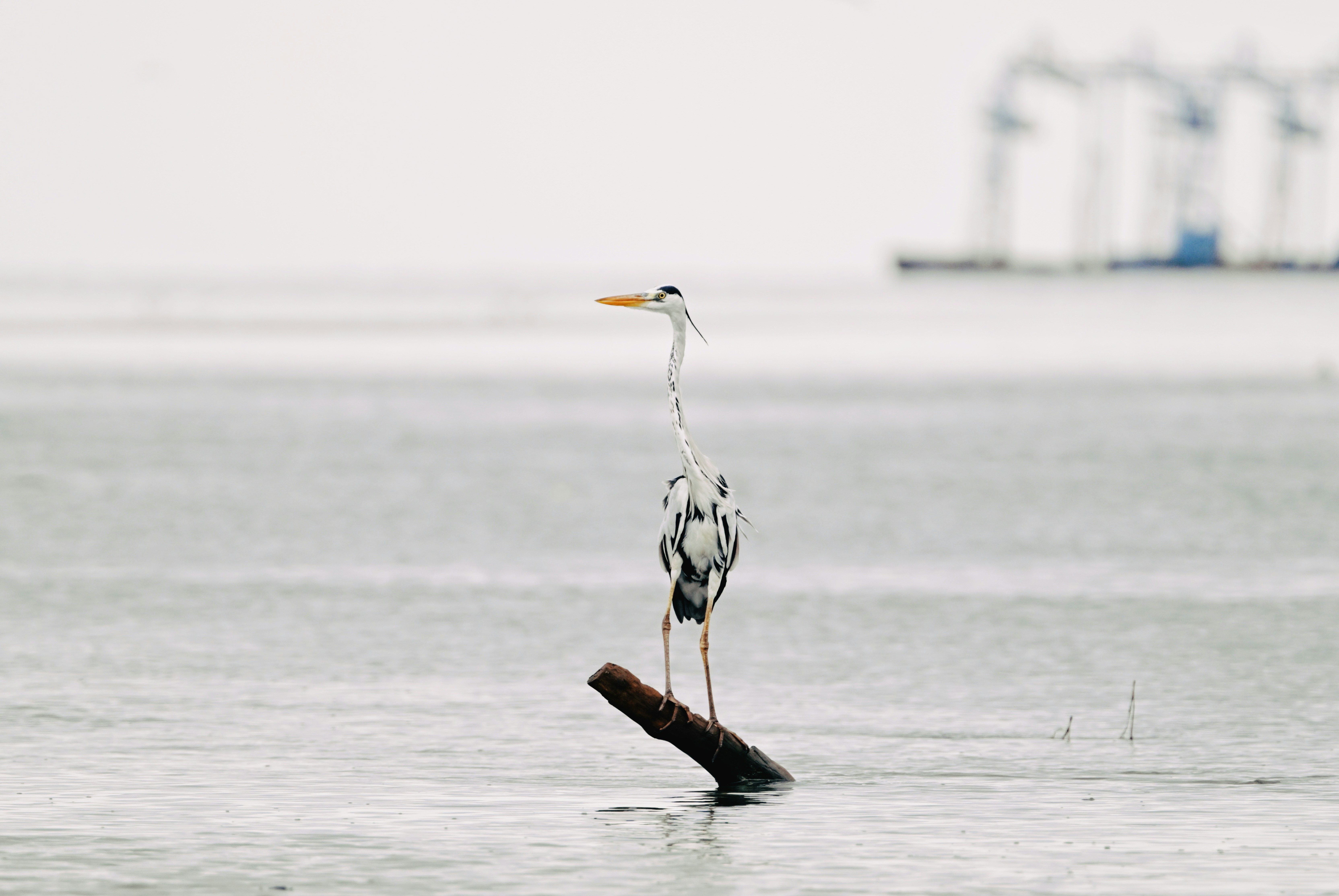 Sentinel on the Drift: A lone heron balances on a weathered log