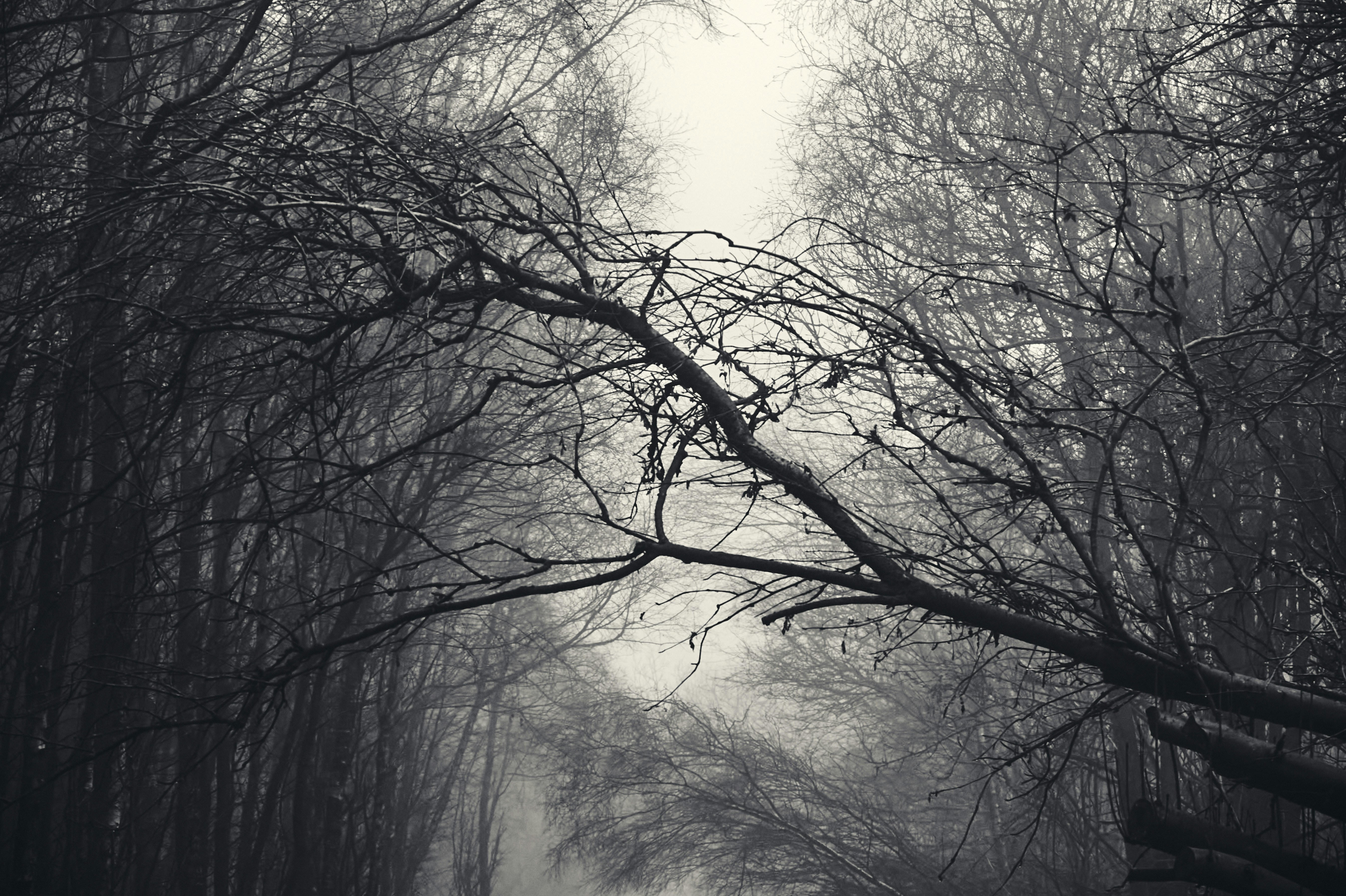 Arched Branches Over a Misty Forest Road