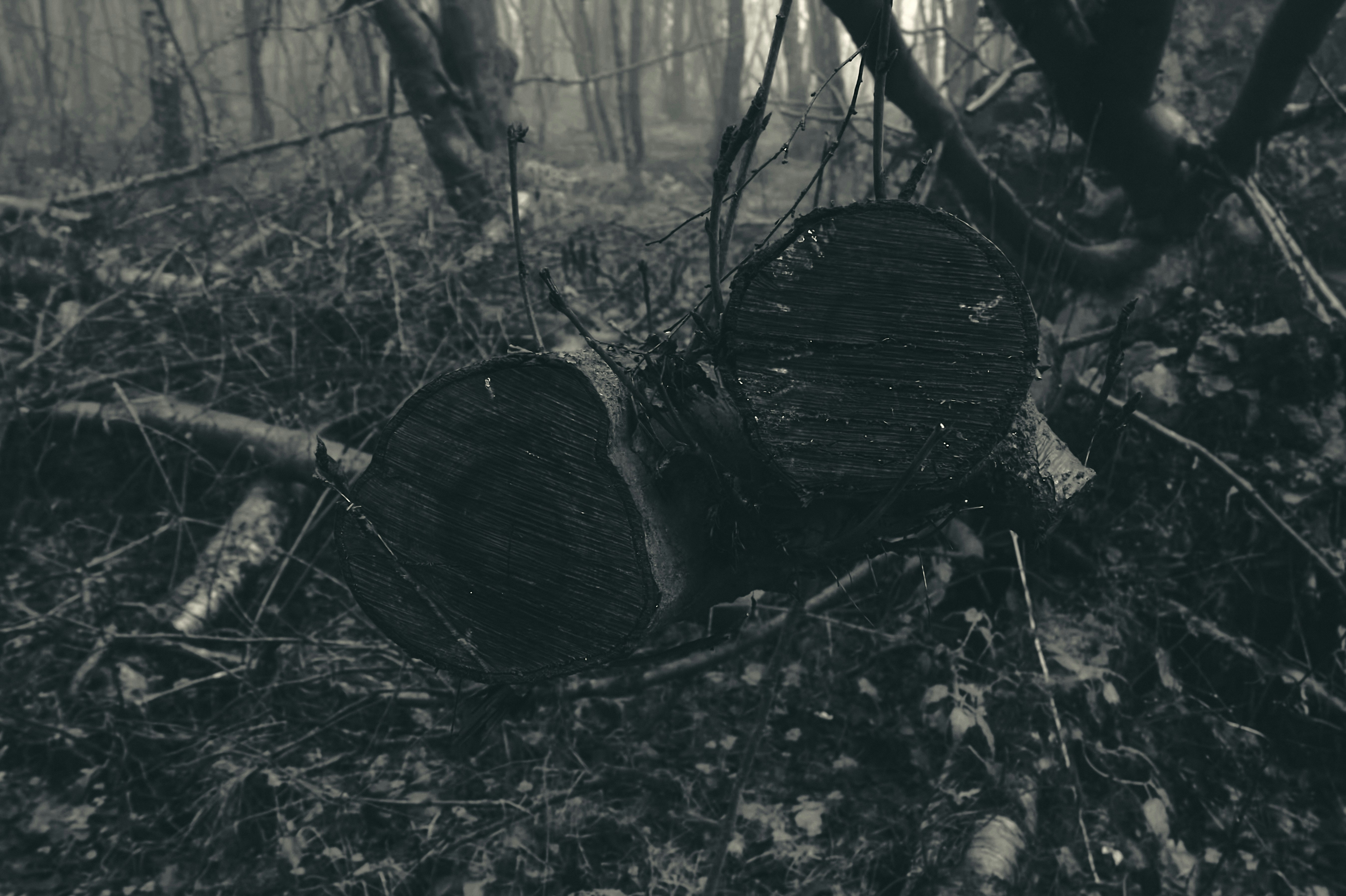 Fallen Giants in the Quiet Clearing