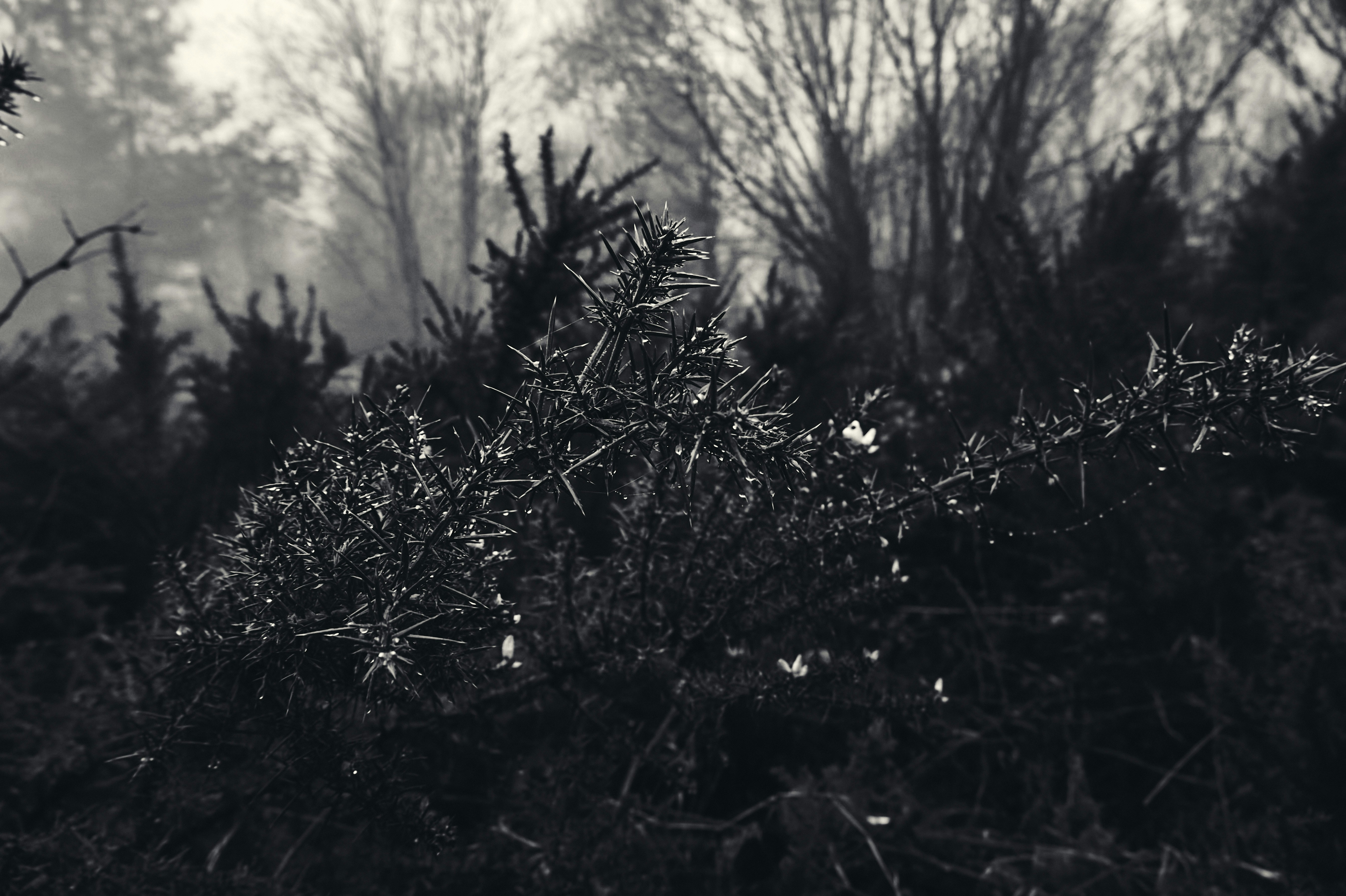Moonlit Berry Bushes in Quiet Winter Glade