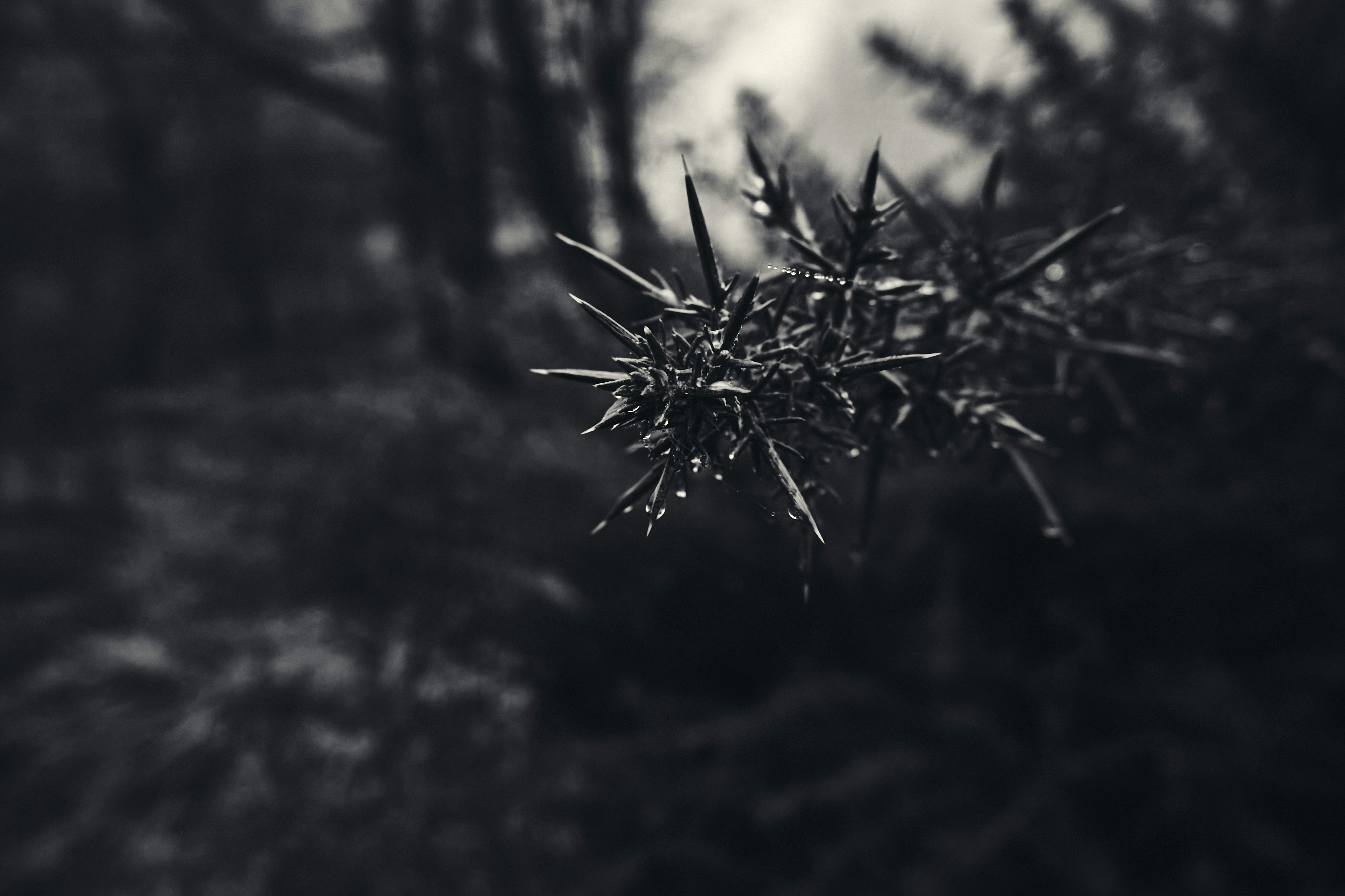 Barb of Silence: A Thorn in Focus