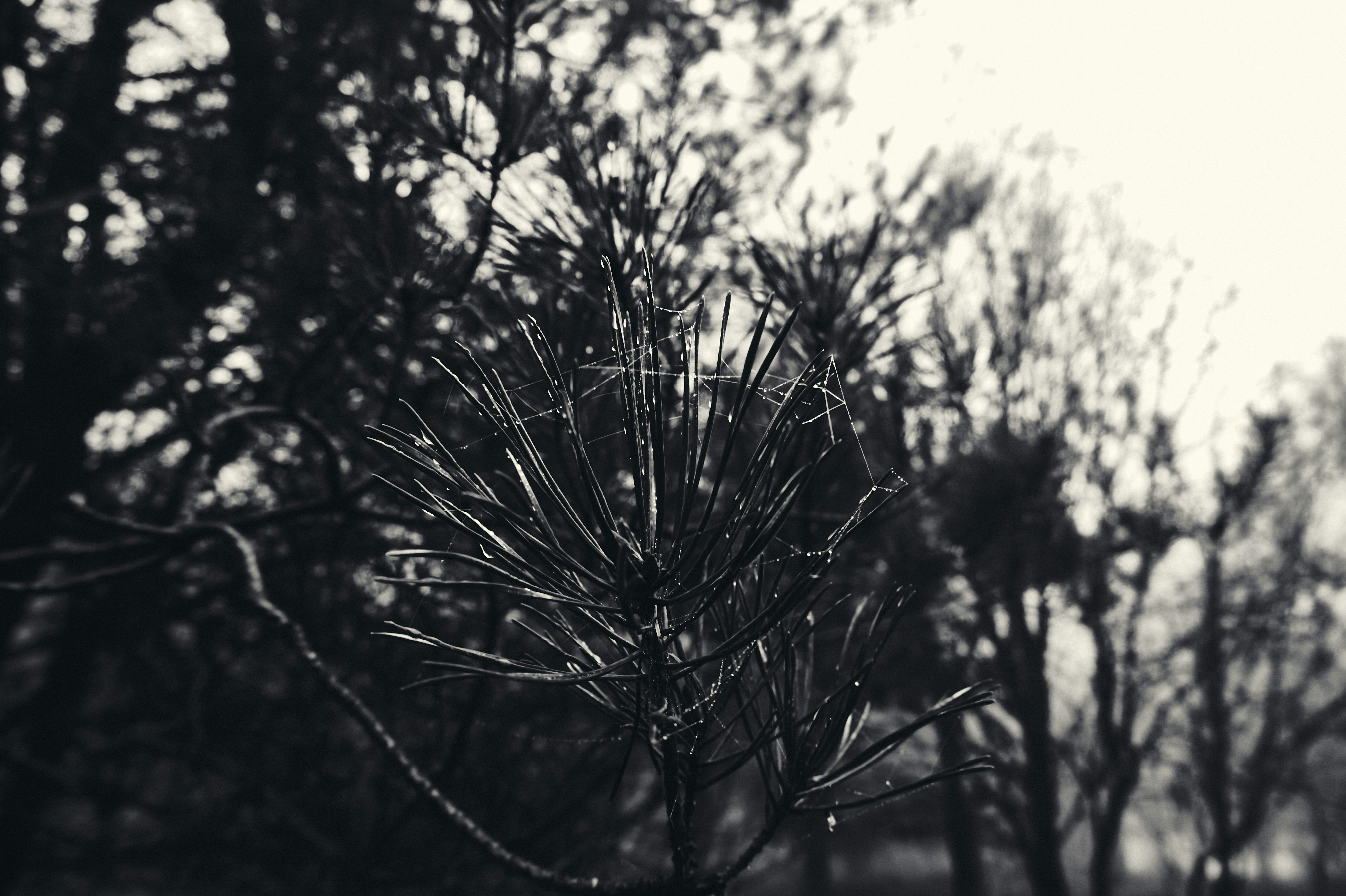 Snowlit Pine Needle Burst in Winter Silence