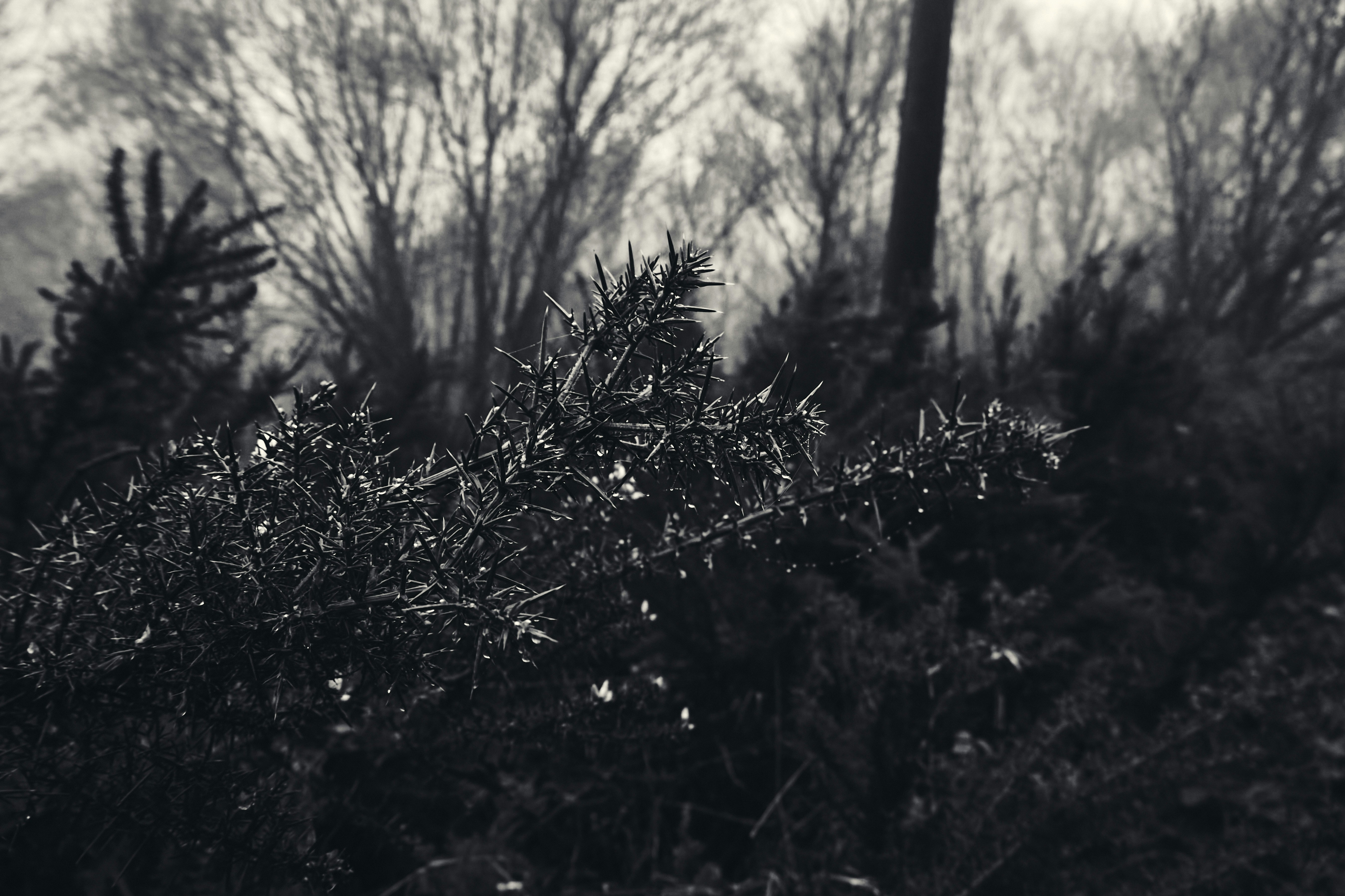 Moonlit Sprigs: A Quiet Winter Night in Mono