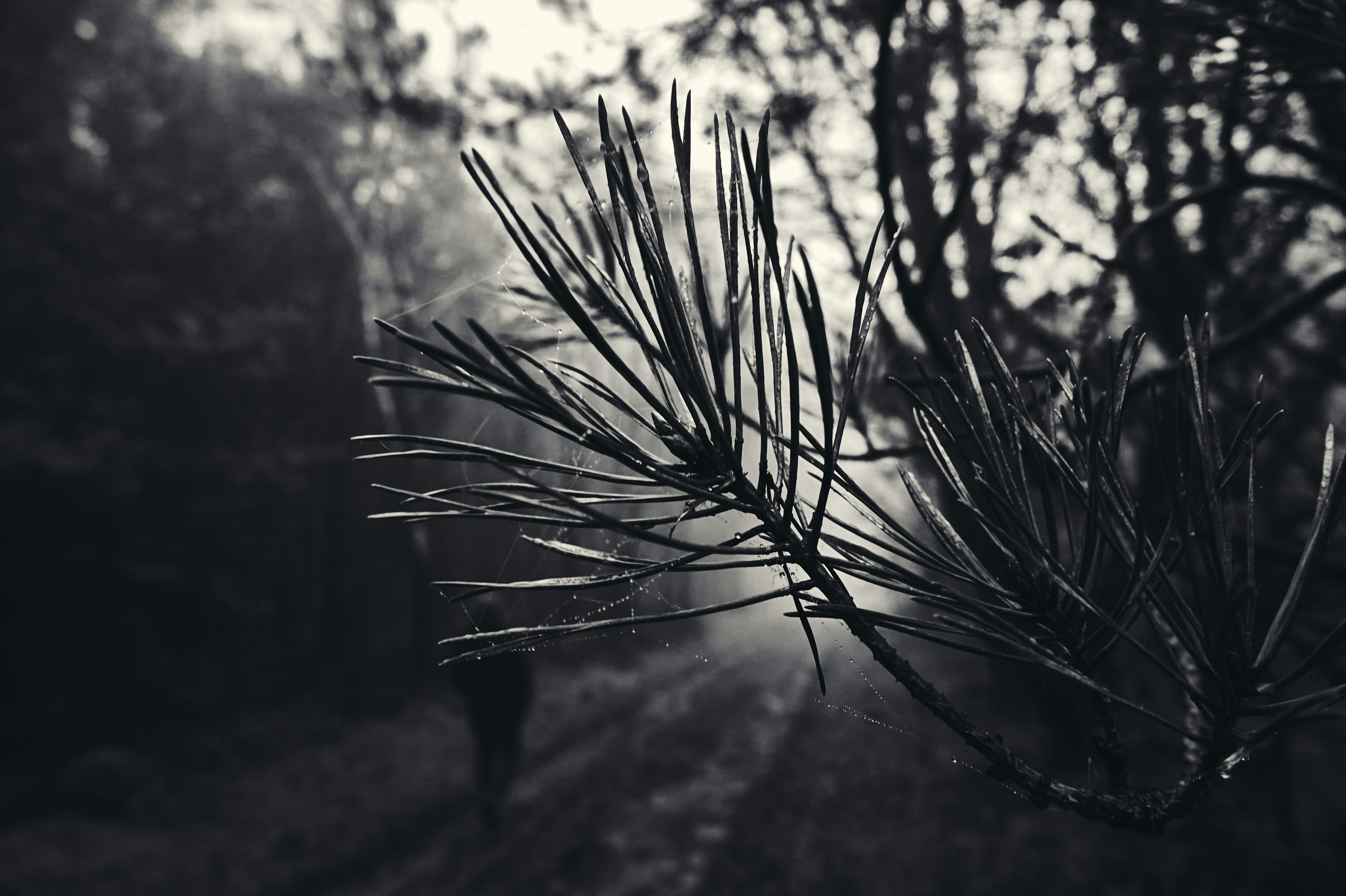 Needle in Shadow: A Pine Thicket in Monochrome Light