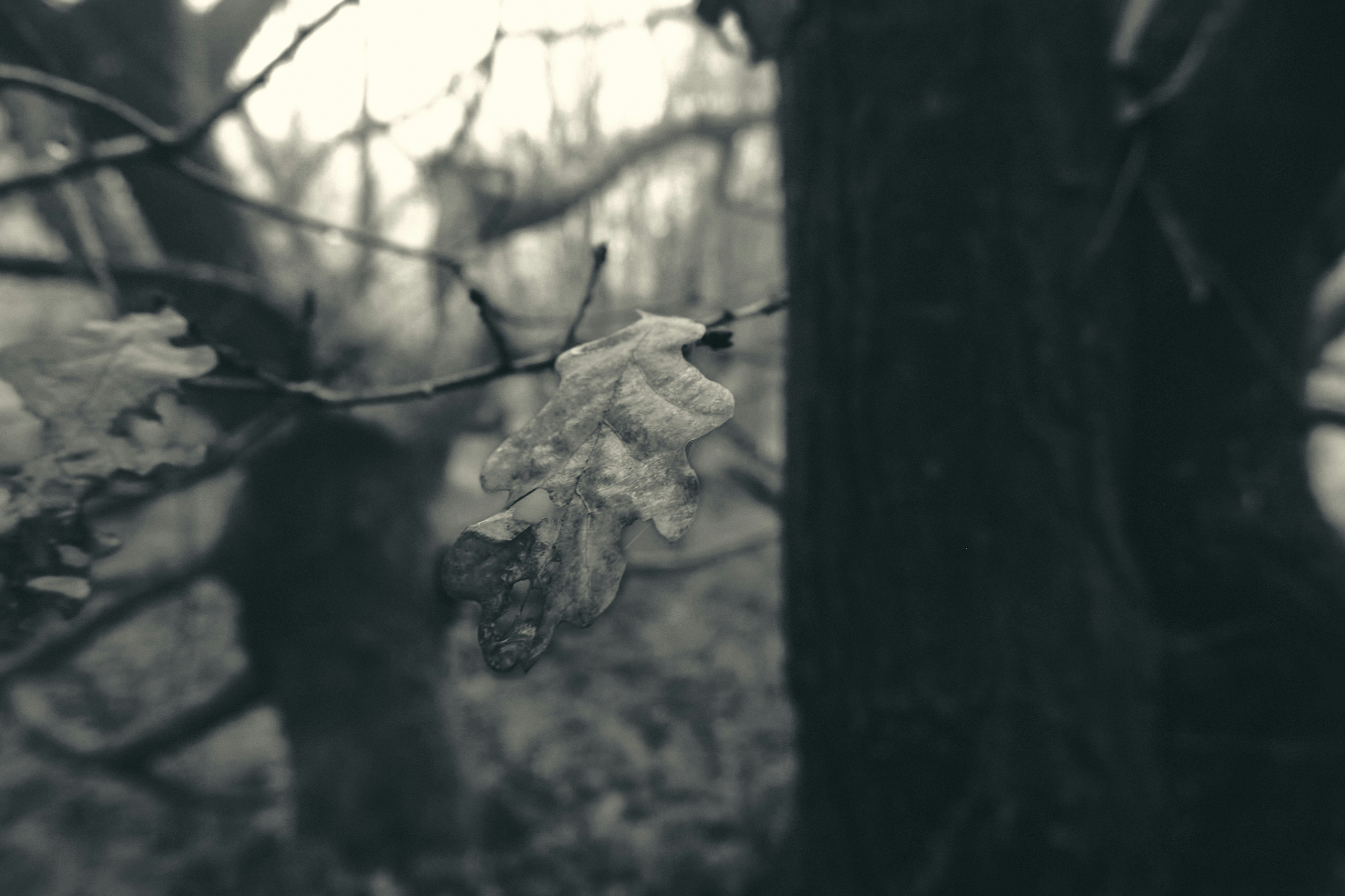 Withered Leaf in a Quiet Forest Frame