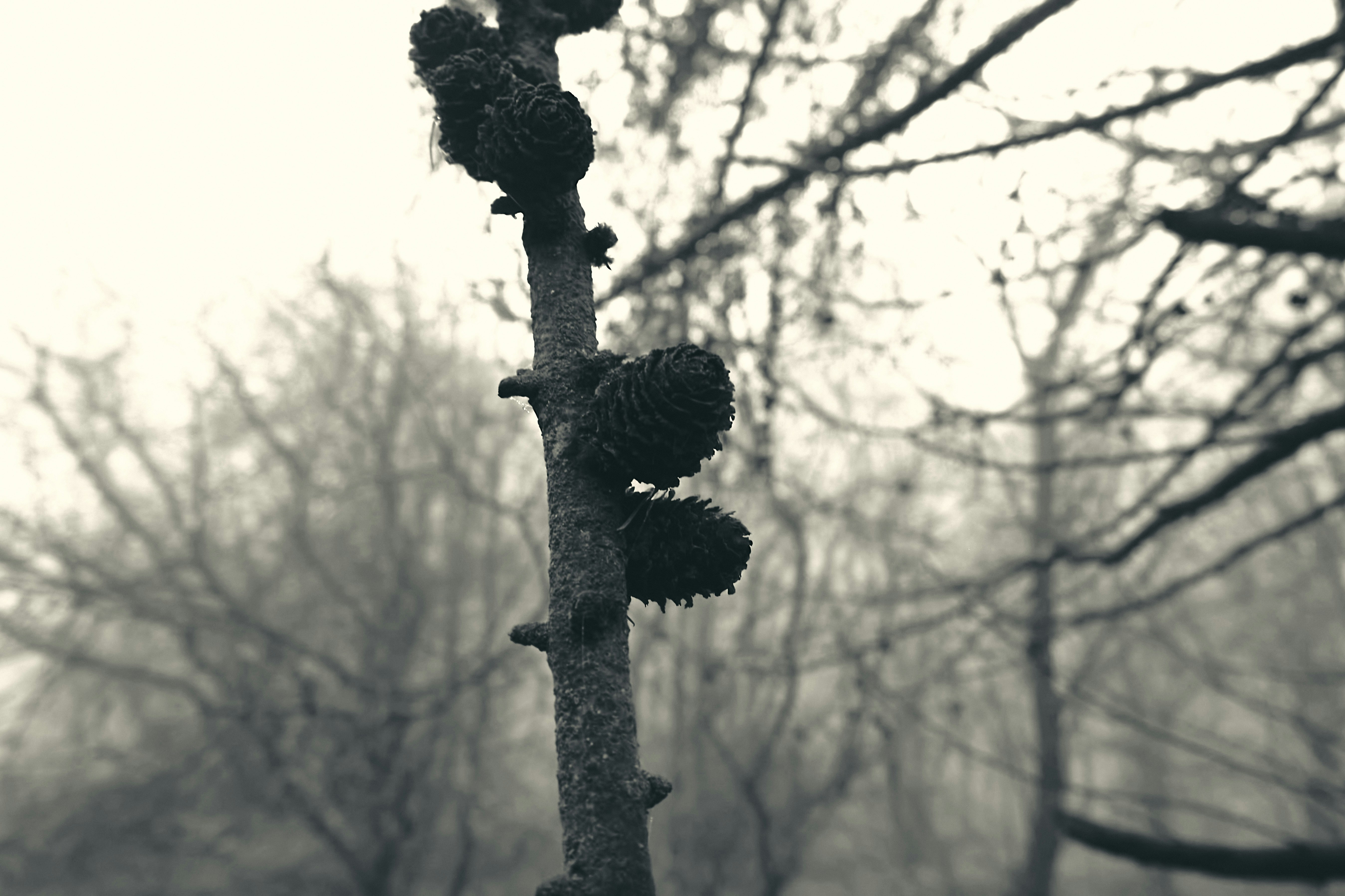 Brittle Branches in Quiet Haze