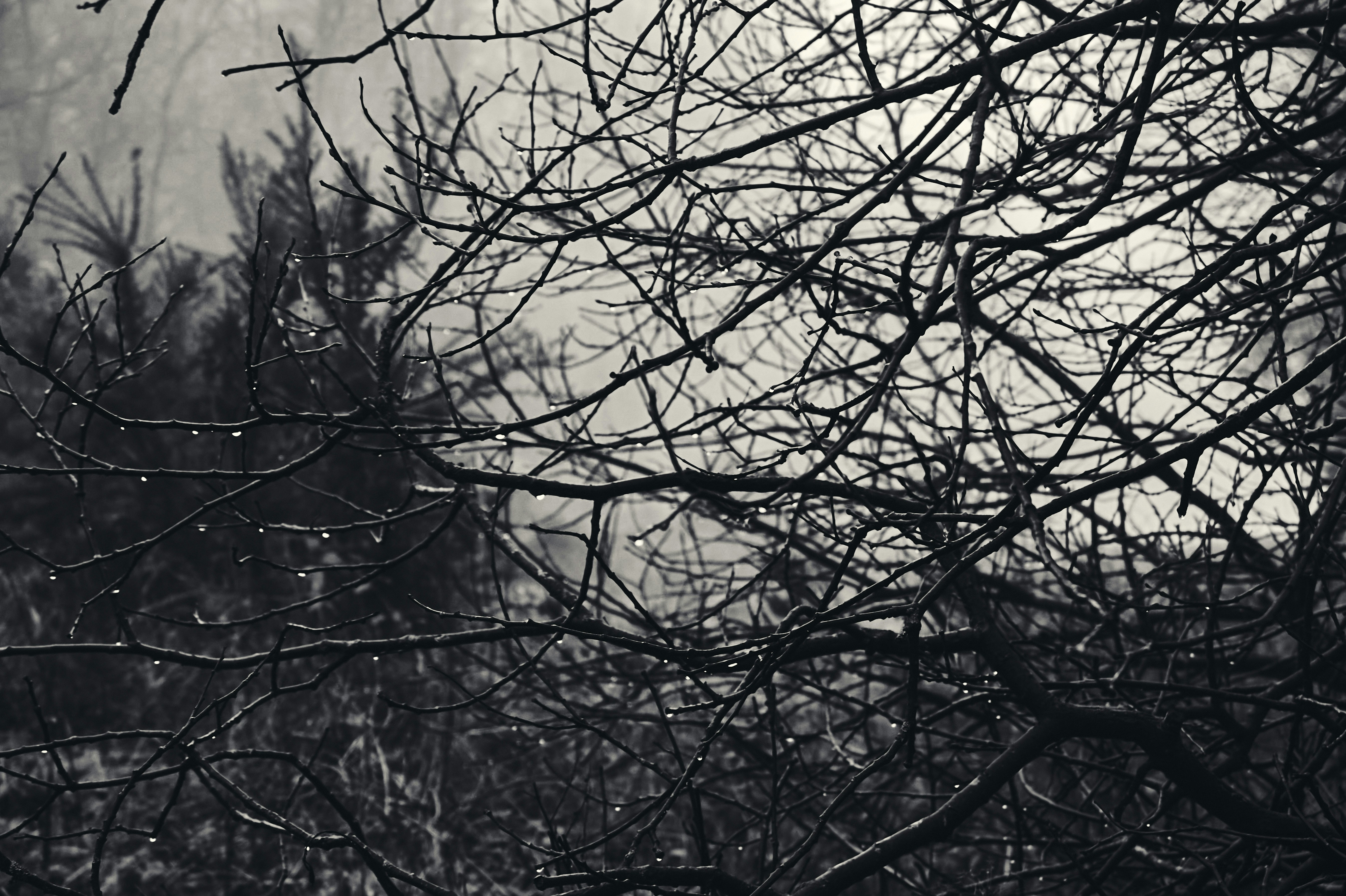 Winter Webs: A Monochrome Tangle of Branches and Droplets
