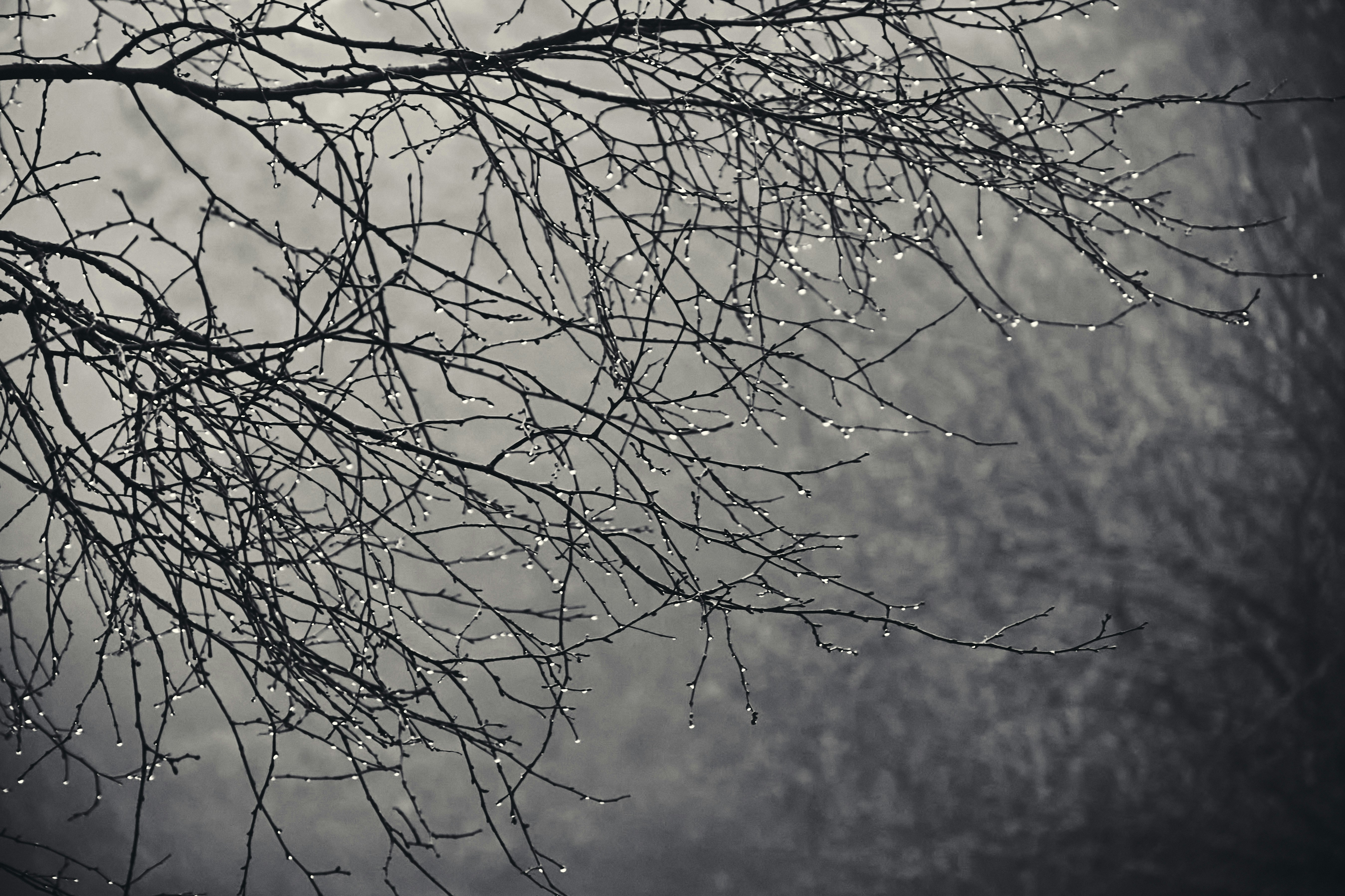 Winter Veil: A Network of Dew-Kissed Branches