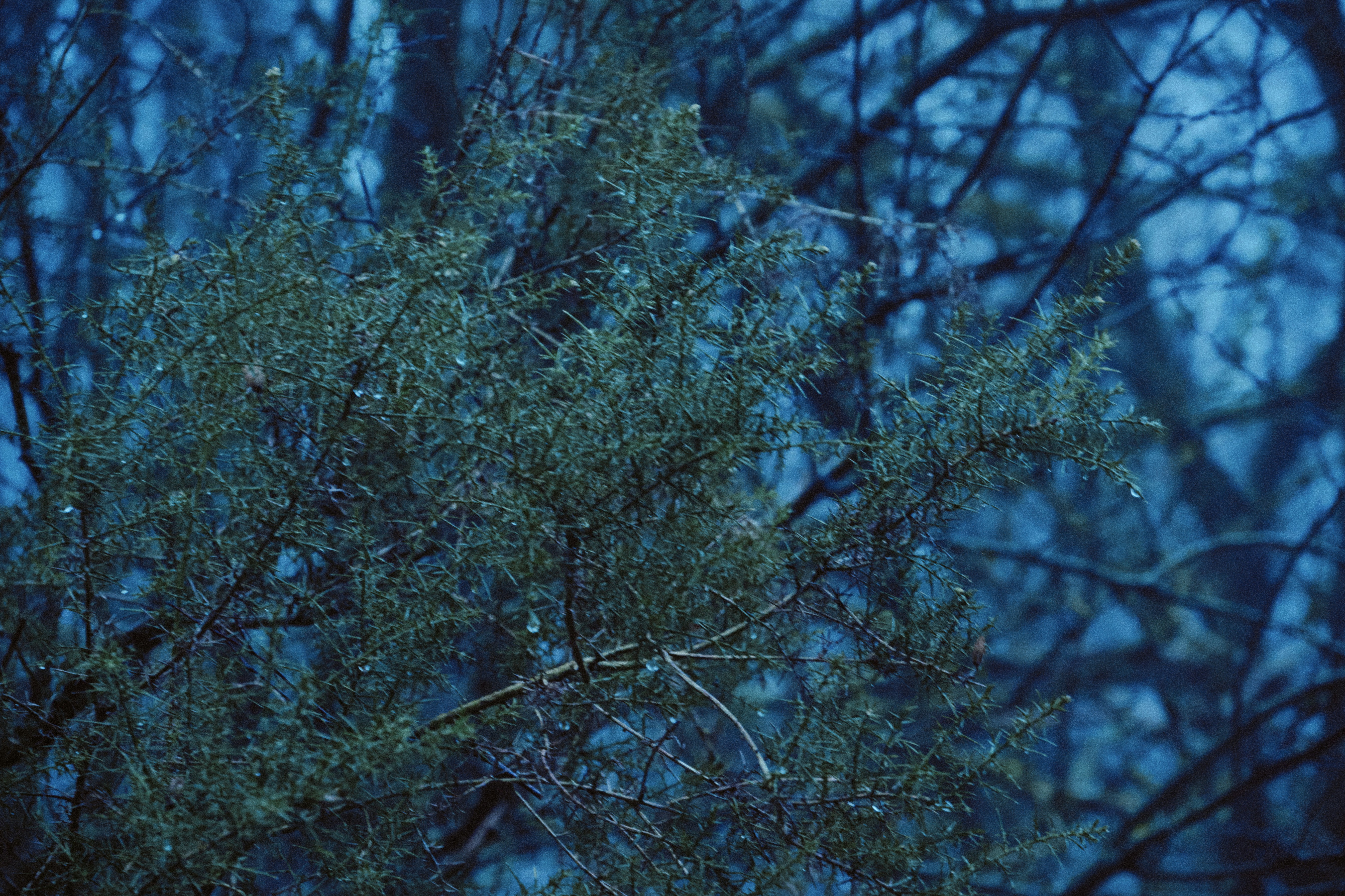 Canopy Veil: Midnight Blue Foliage in Twilight
