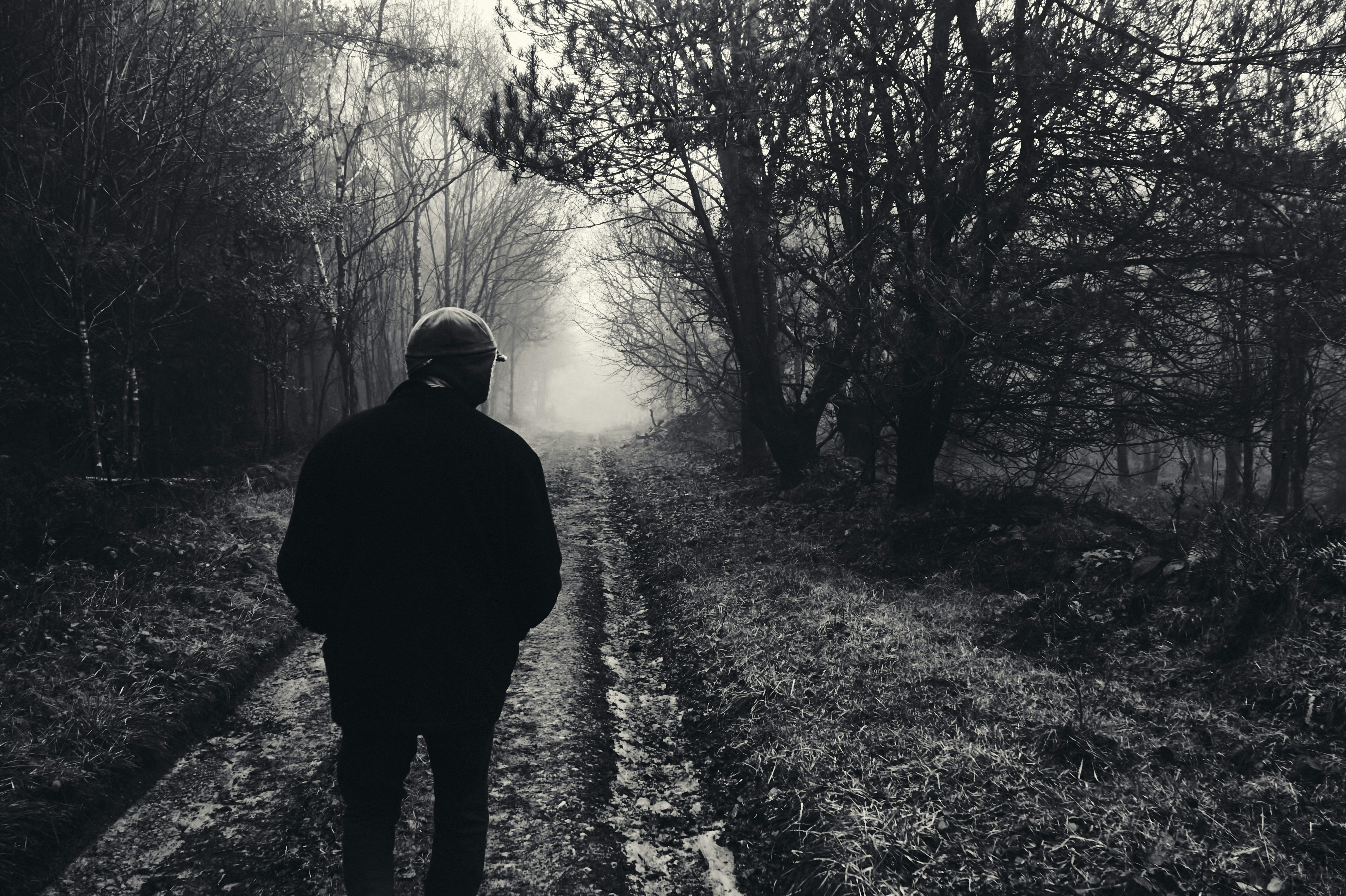 Footsteps into the Mist: A Lone Walker Down a Quiet Forest Path