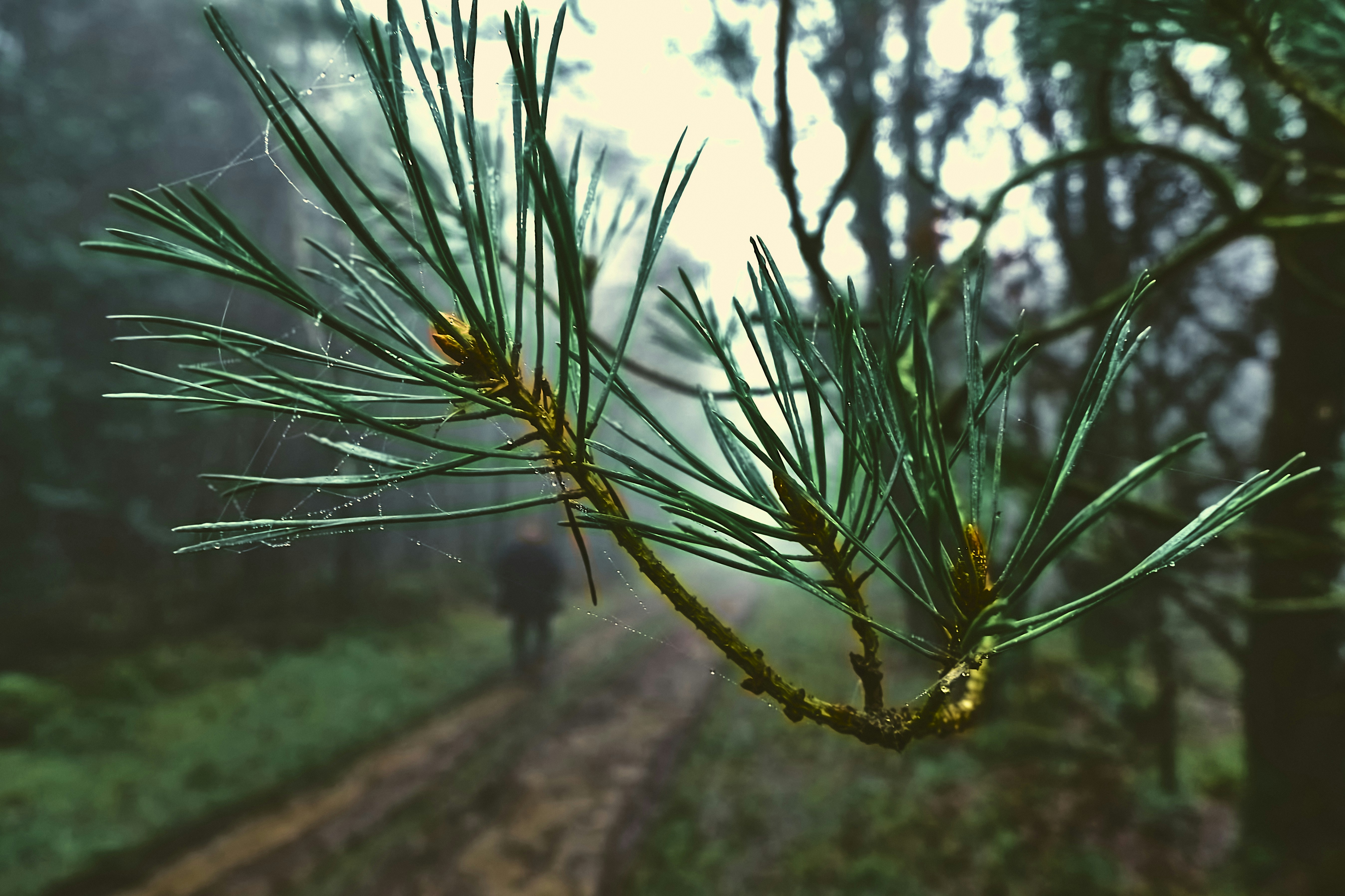 Needle in the Blur: Pine Branch with a Foggy Forest Path