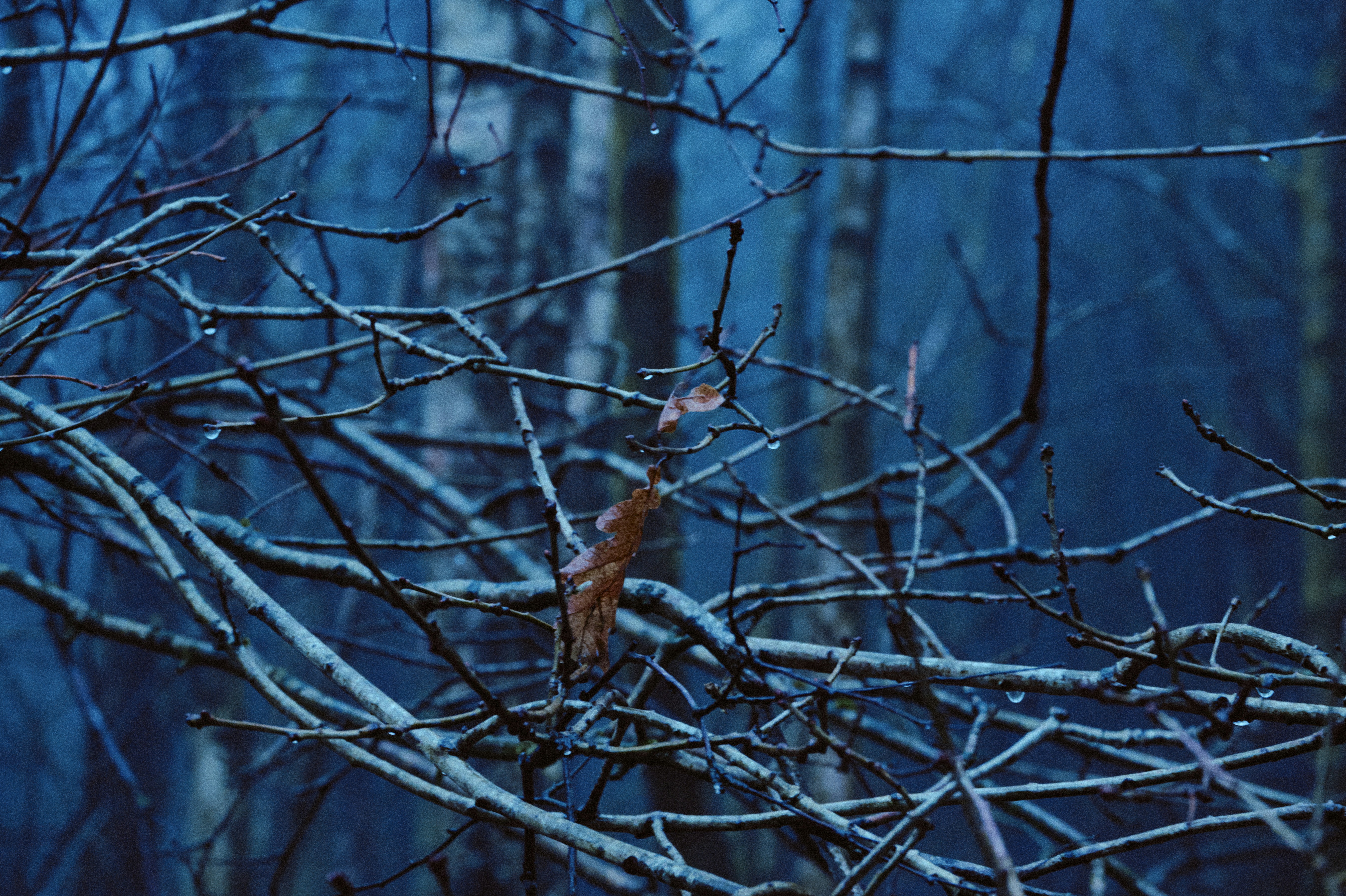 Dense, frost-tinted branches spread across a blue-tinged forest scene, creating a natural web of lines with a single dried leaf as a subtle focal point.