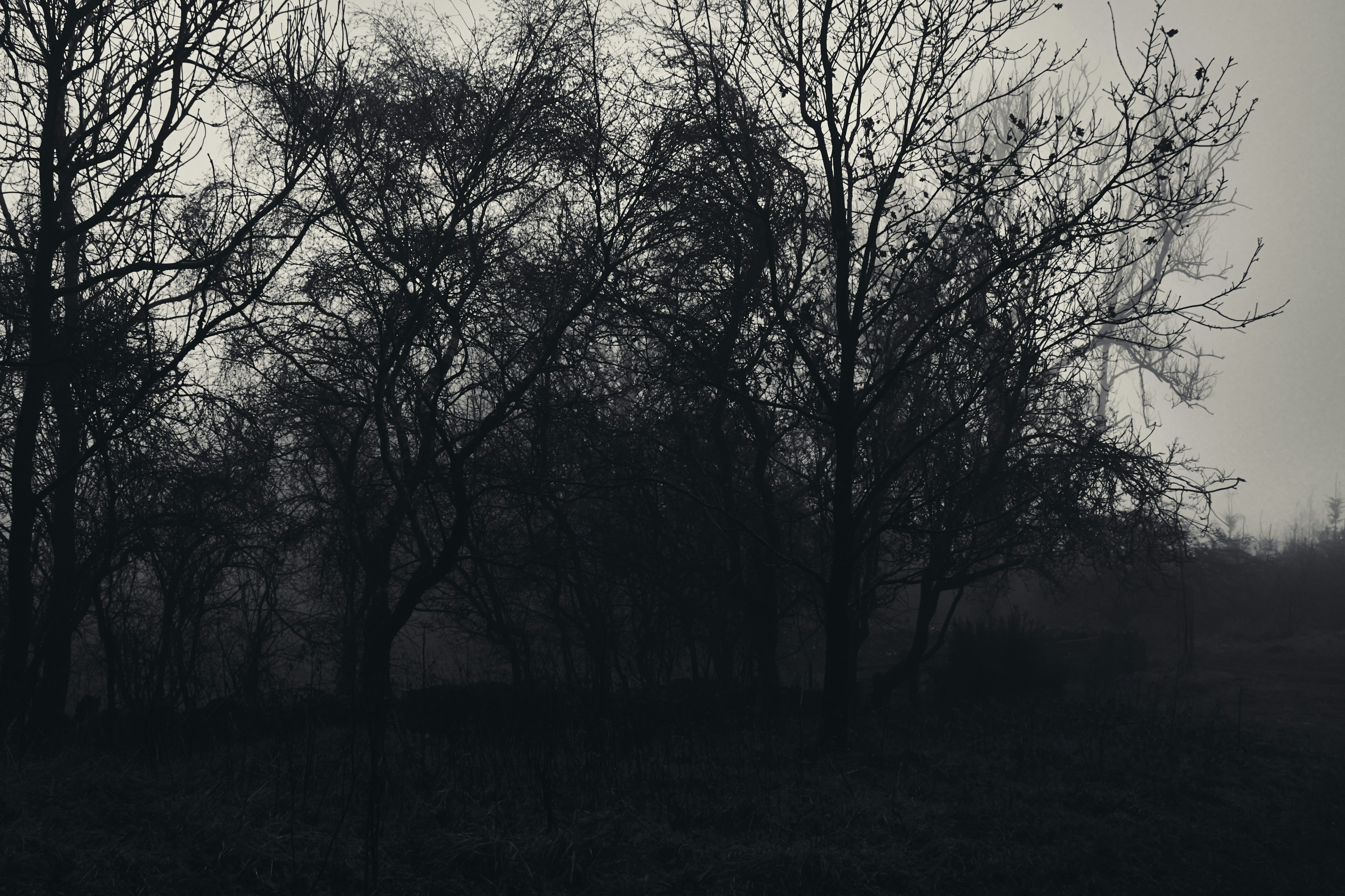 Twilight Orchard: silhouette of bare trees against a muted horizon