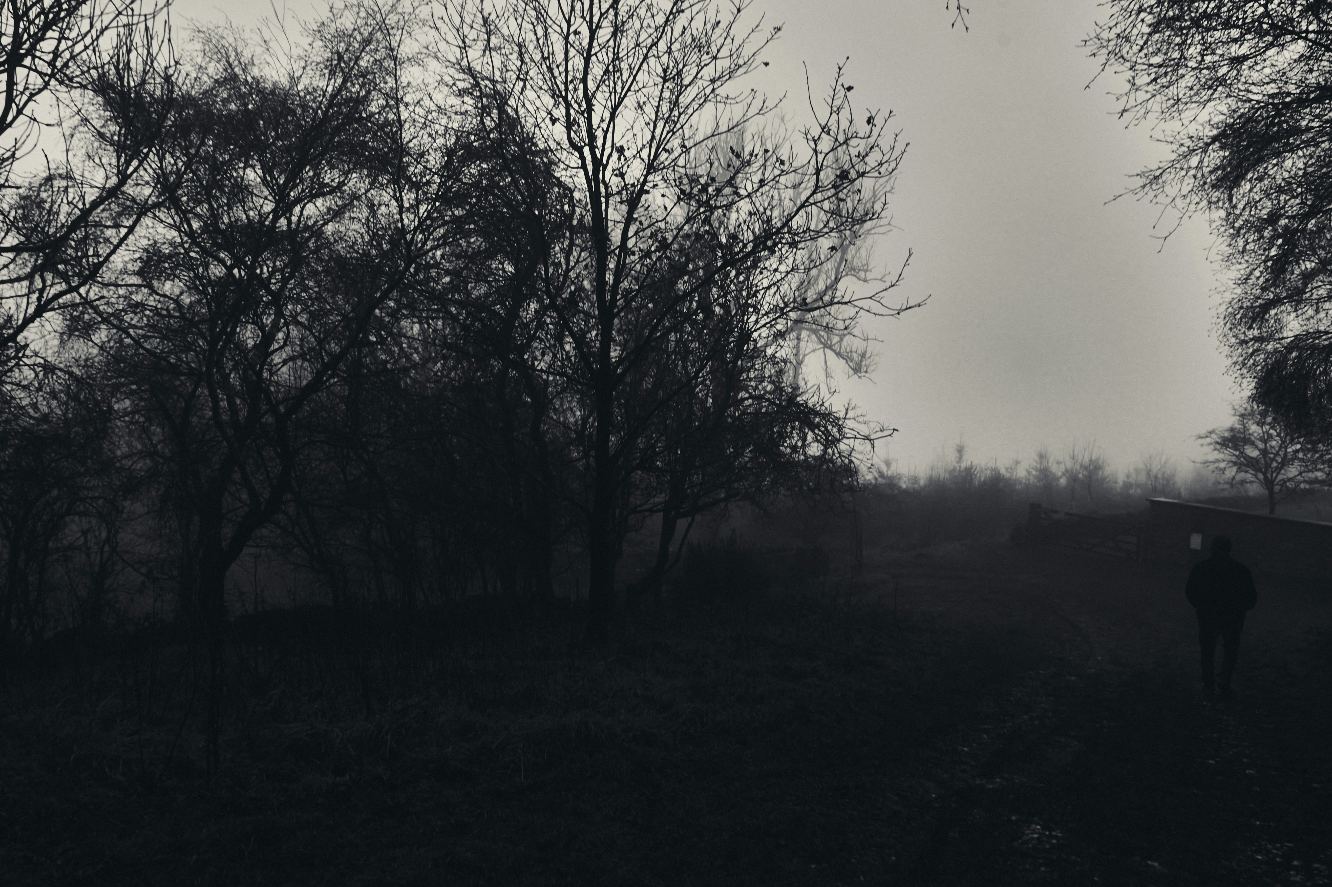Lonely Path through the Creeping Fog