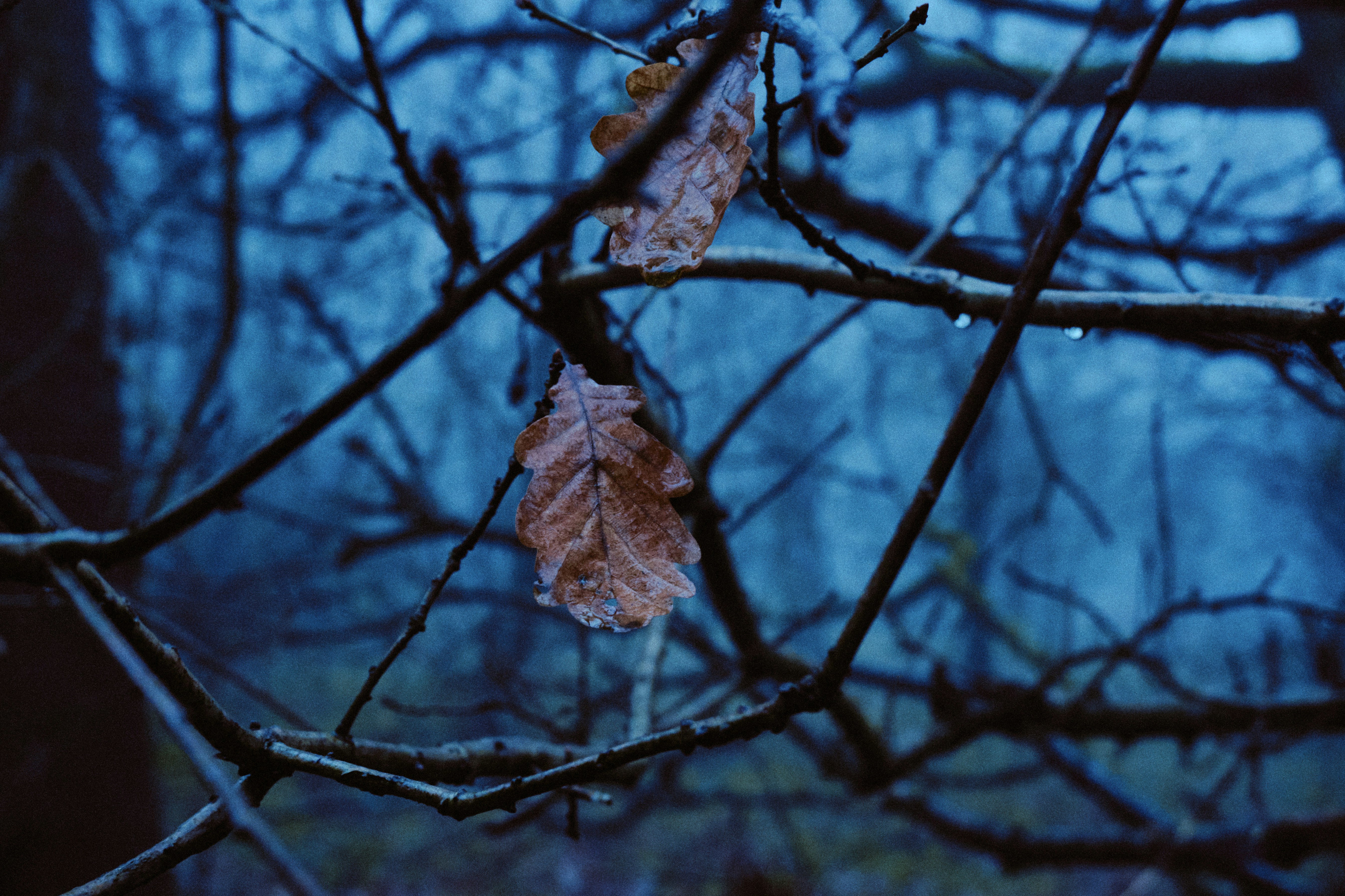 Frosted Leaf in a Moonlit Thicket