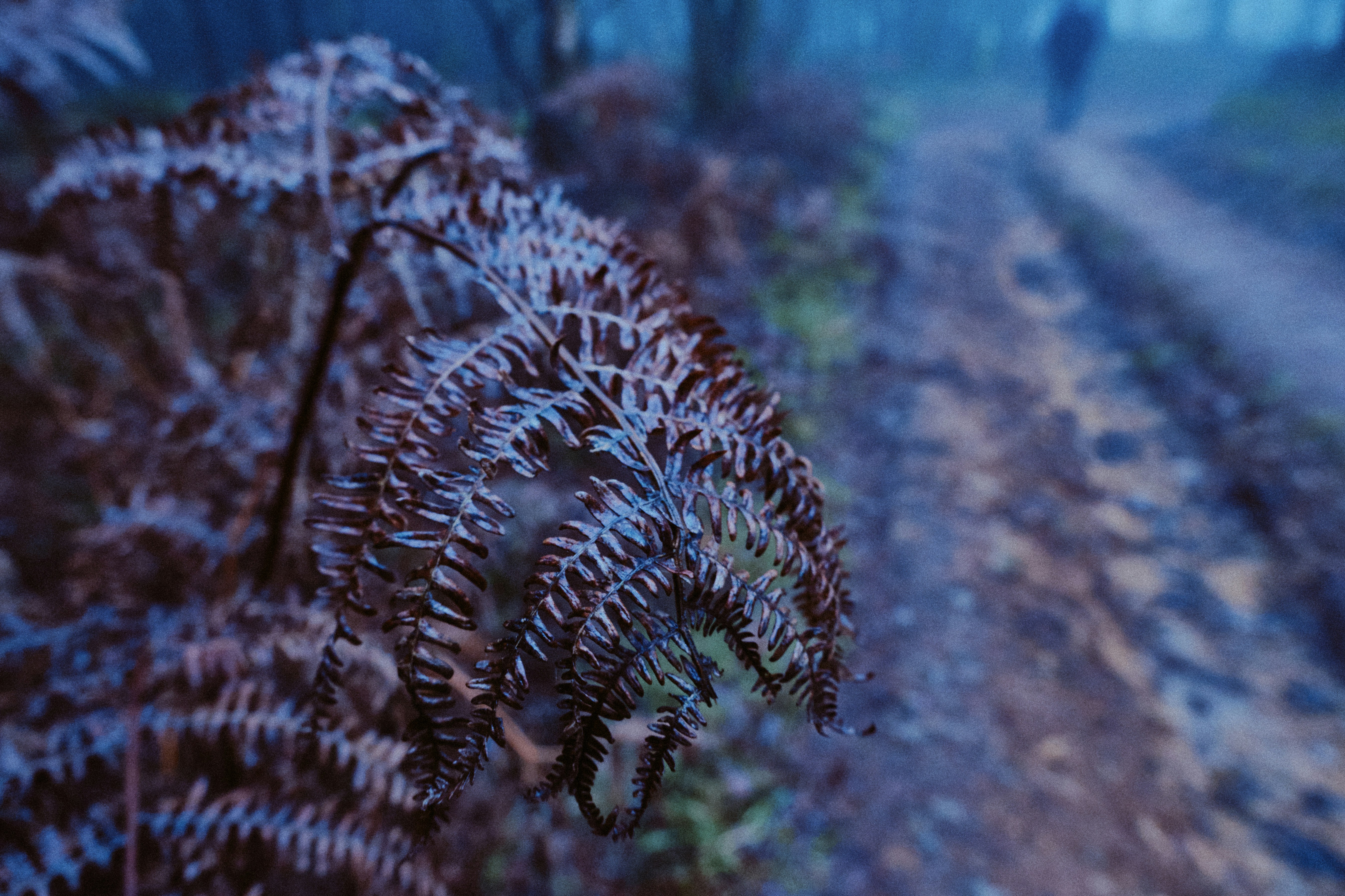 Frosted fern in a moody forest path