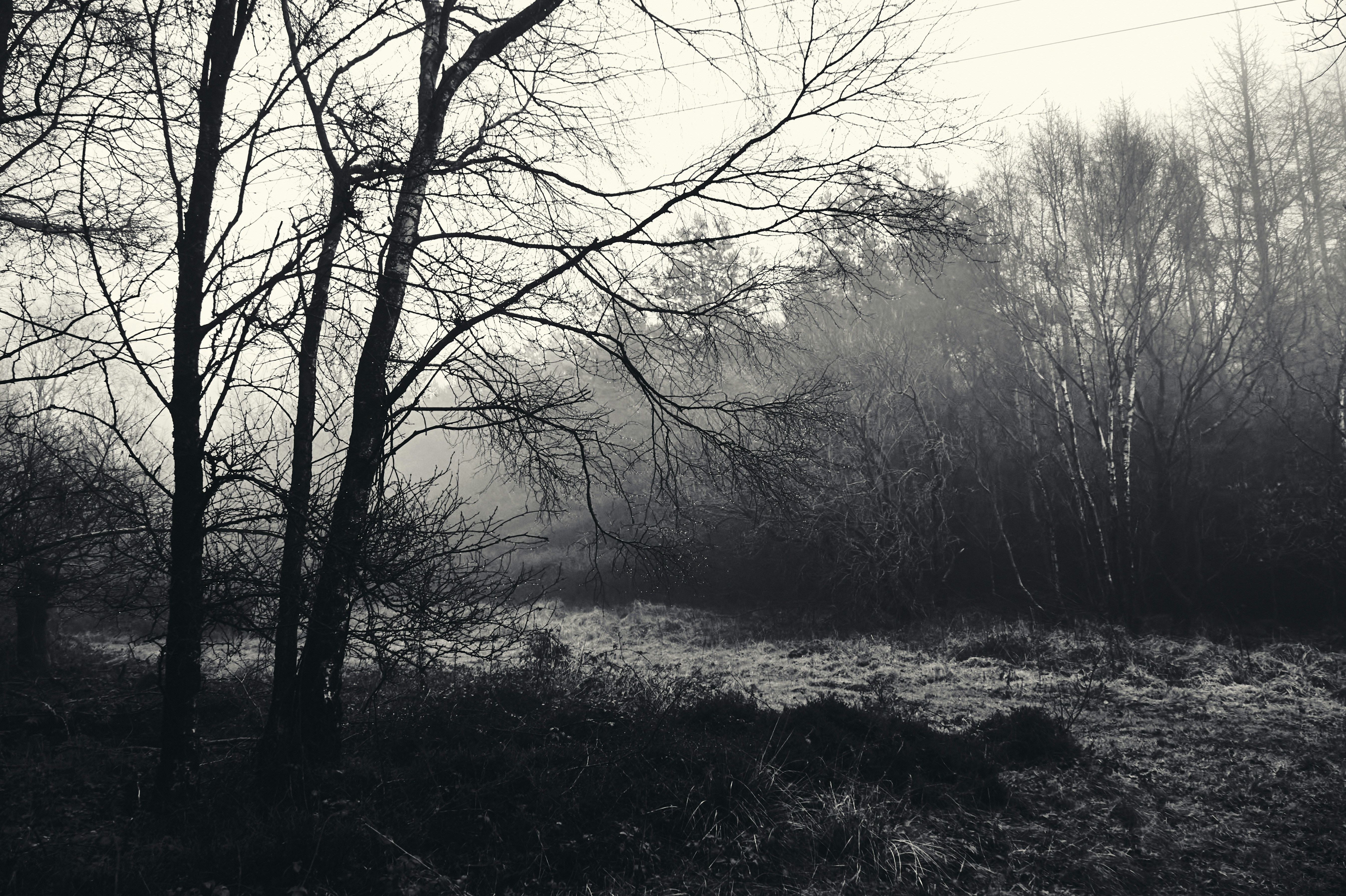 Mist Among Bare Branches: A Quiet Monochrome Edge of the Field