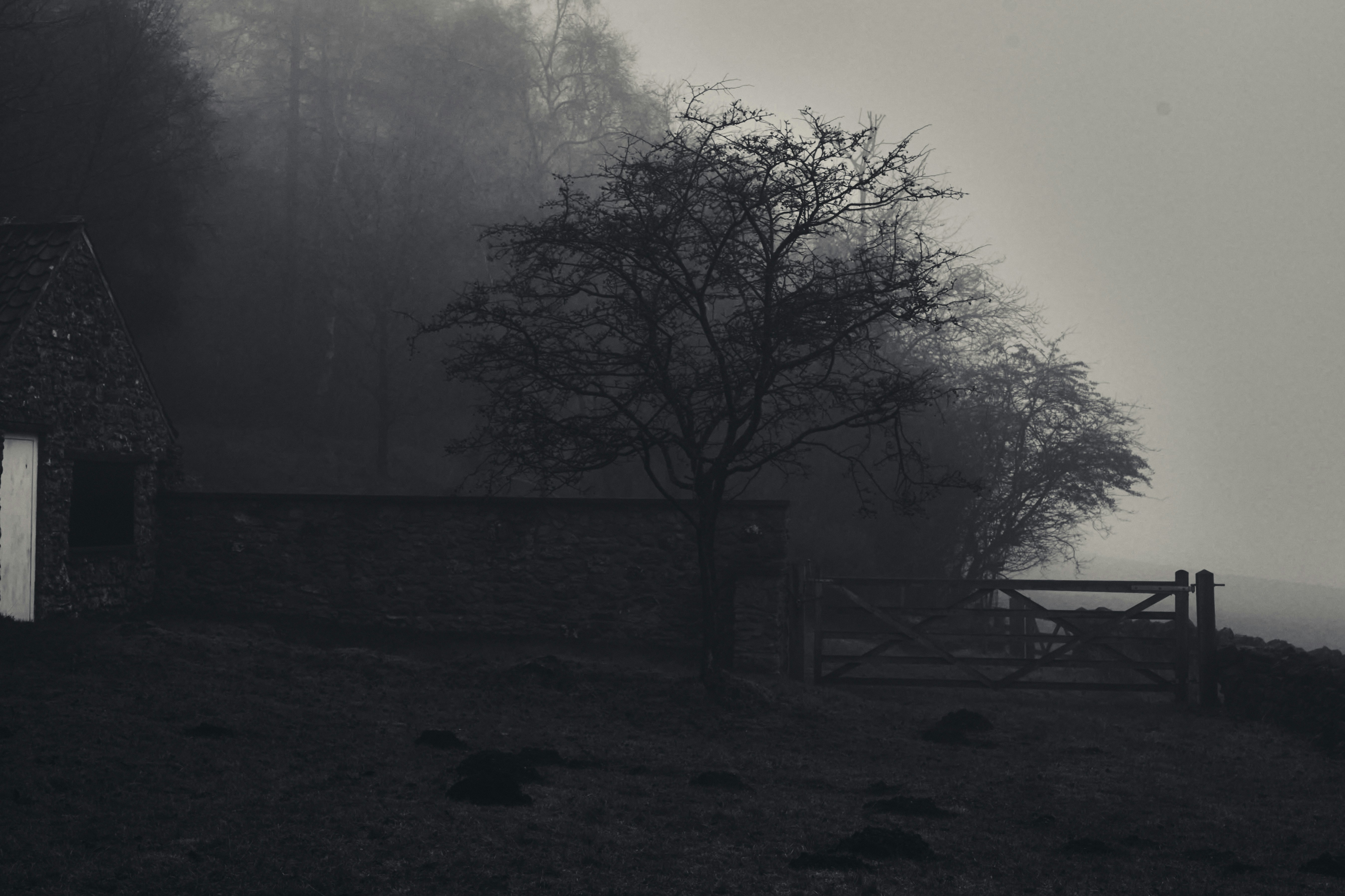 Silent Boundary: A lone tree and gate amid foggy moor