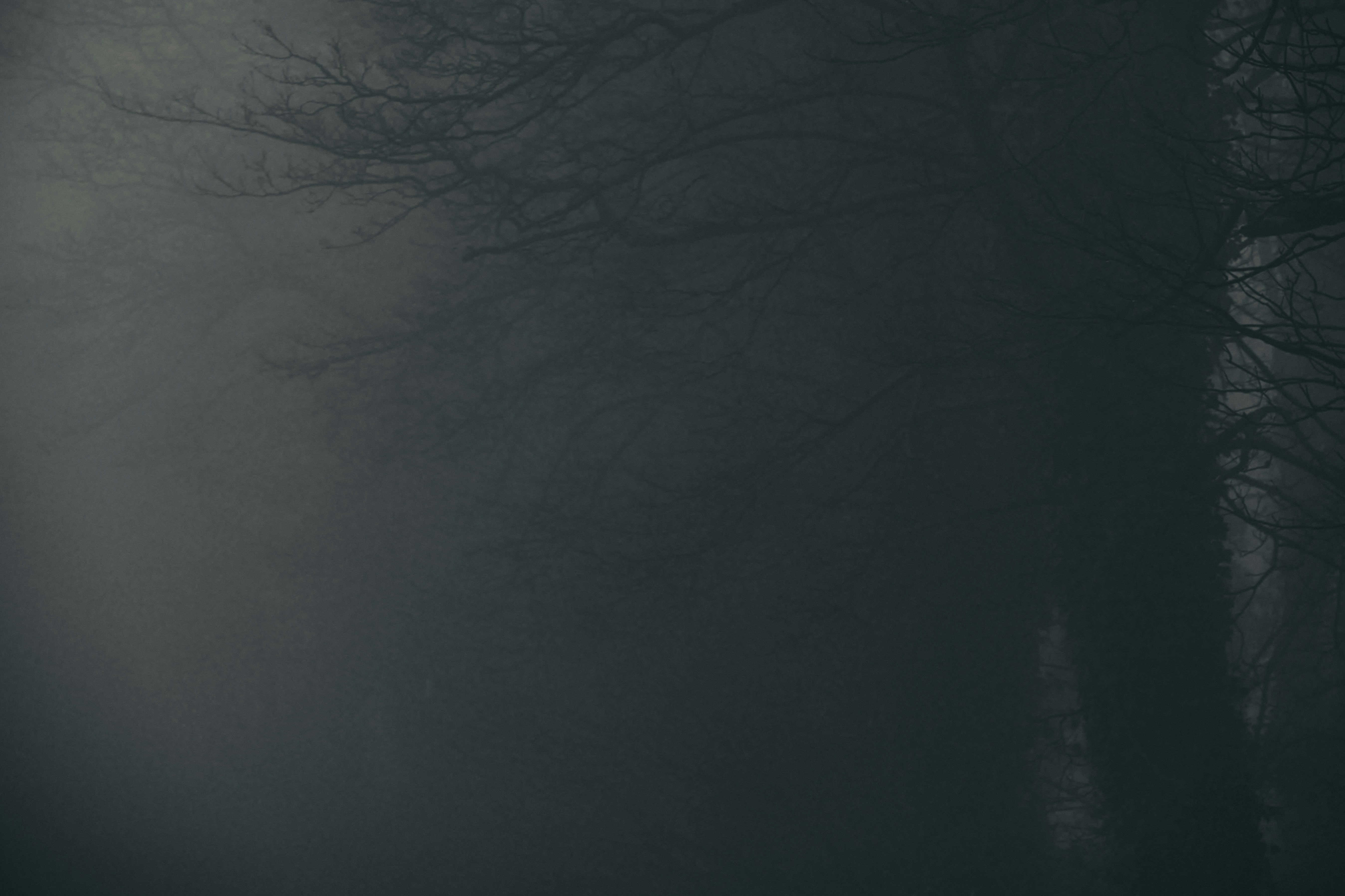Whispering Pines in a Mist-Blanketed Forest