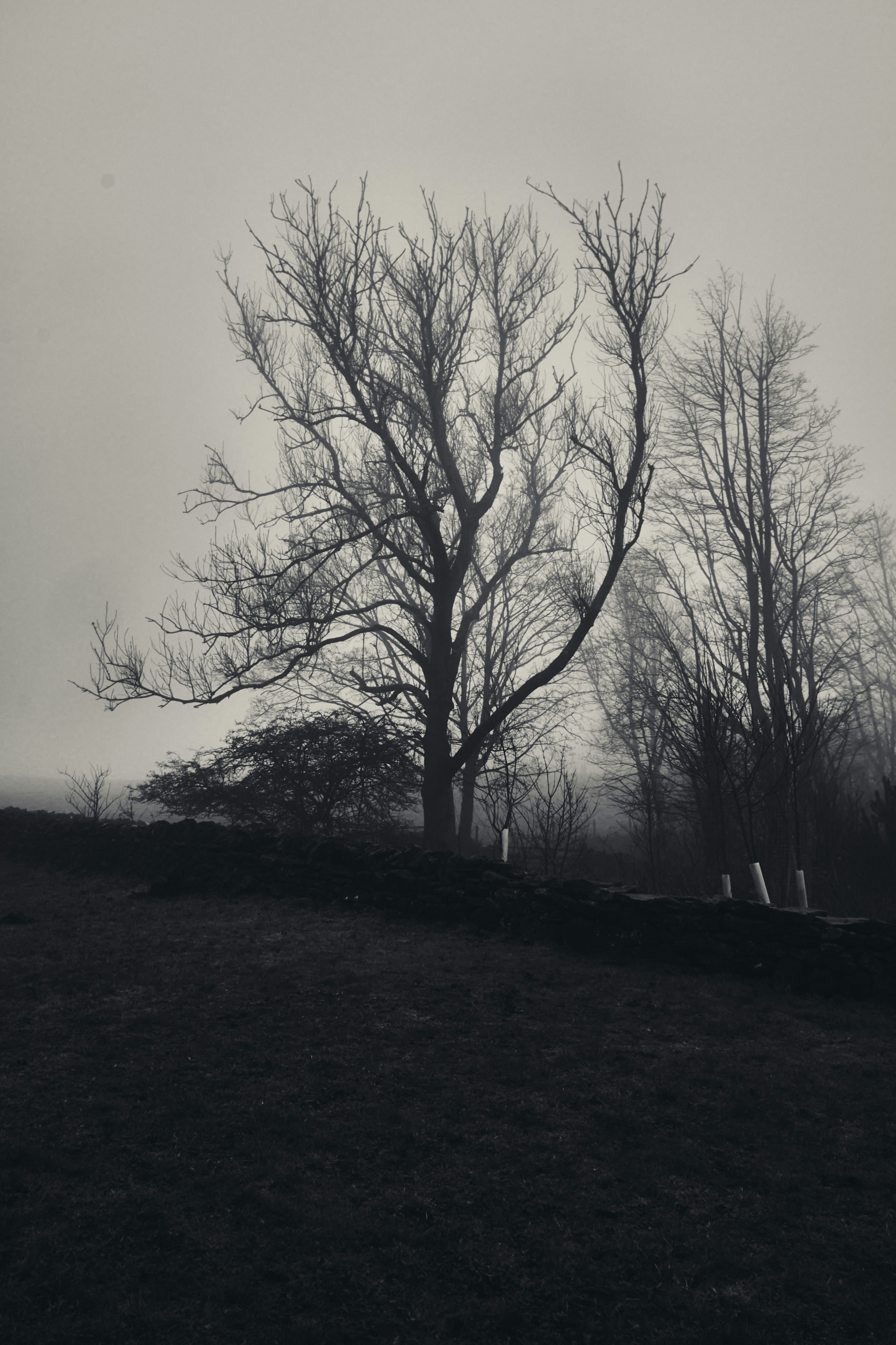 Silhouetted Winter Grove at Dusk