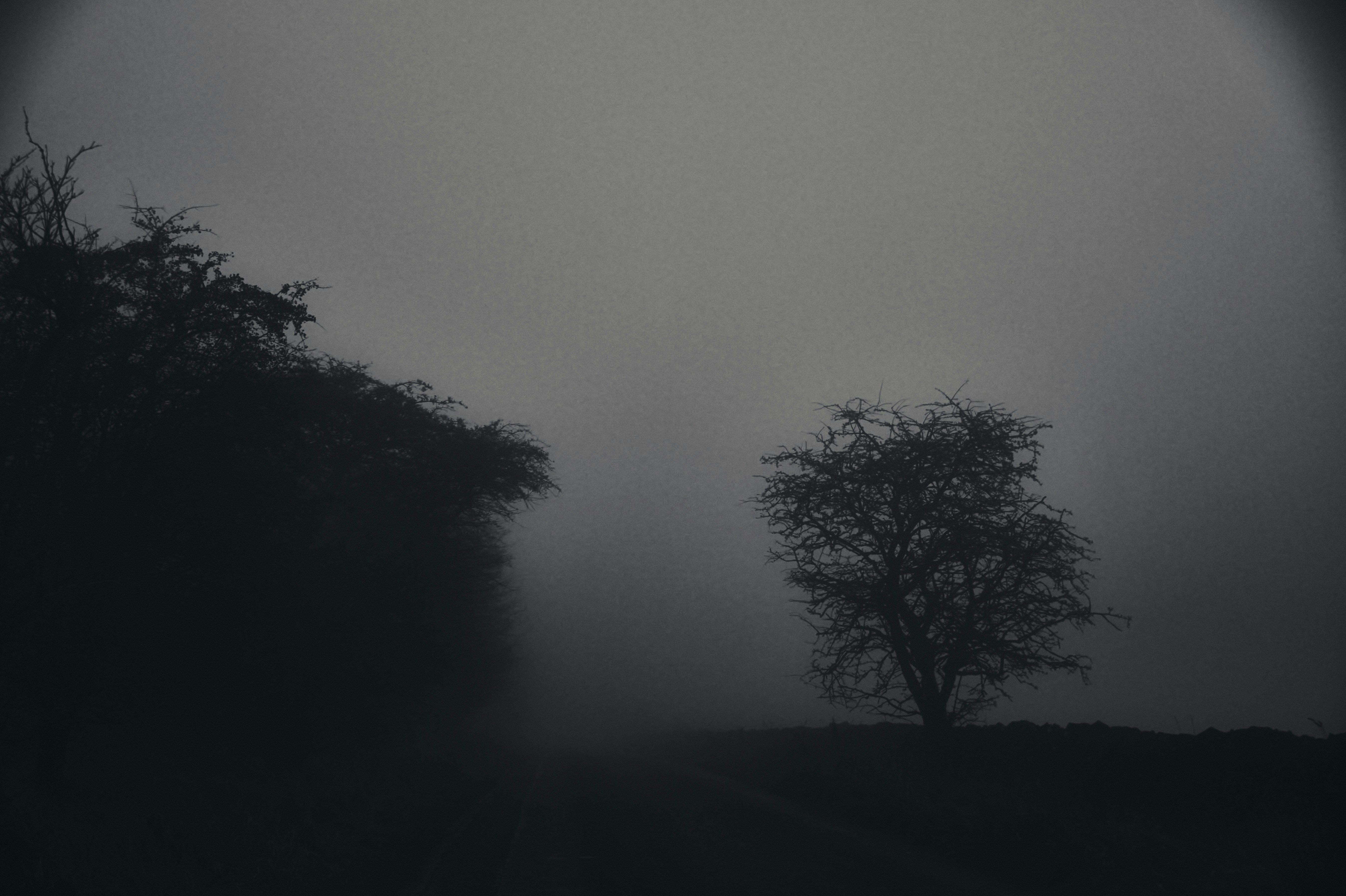 Silhouetted Tree vigil at Dusk along a Mist-Blank Road