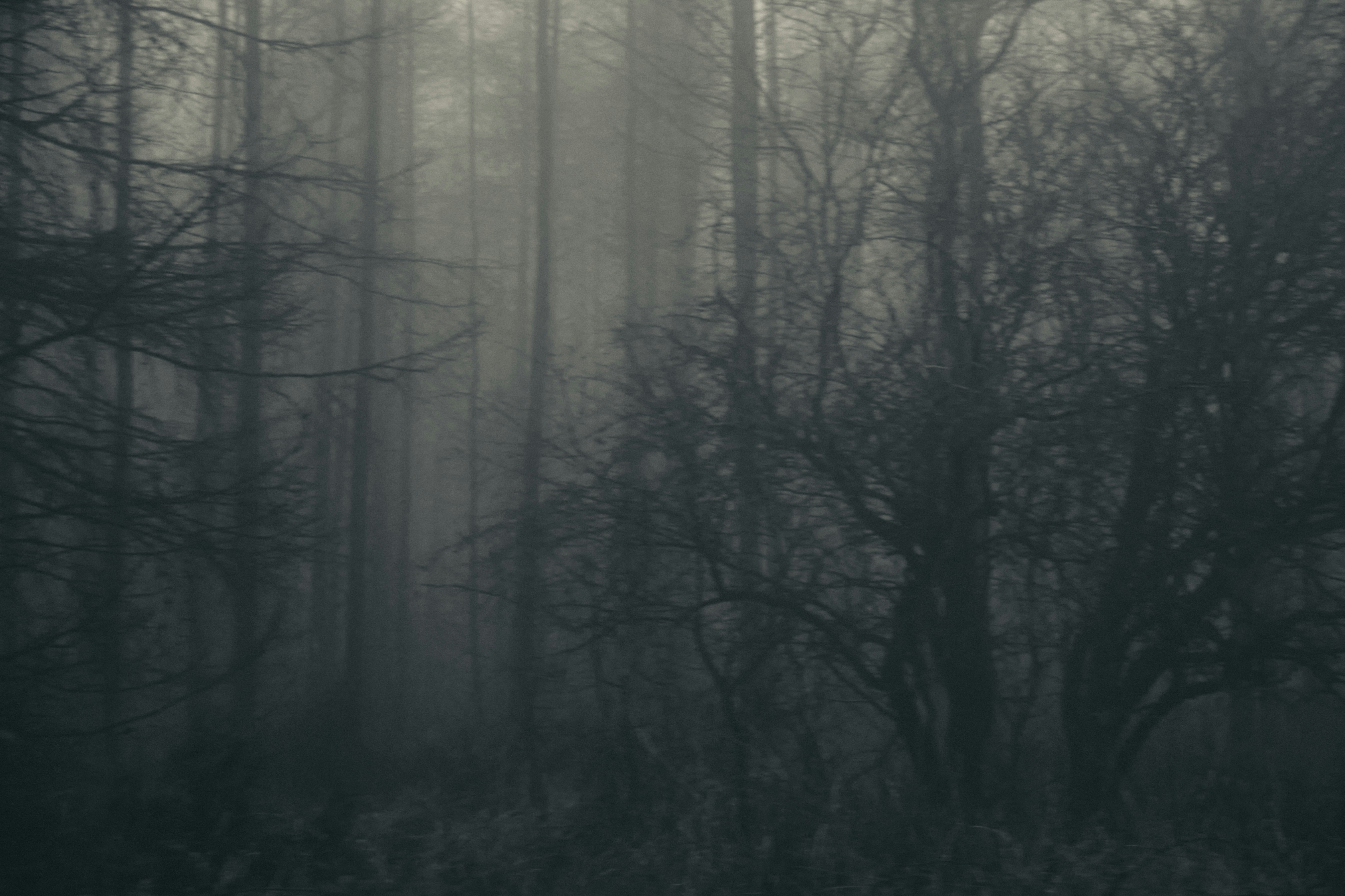 Whispering Pines in Misted Silence