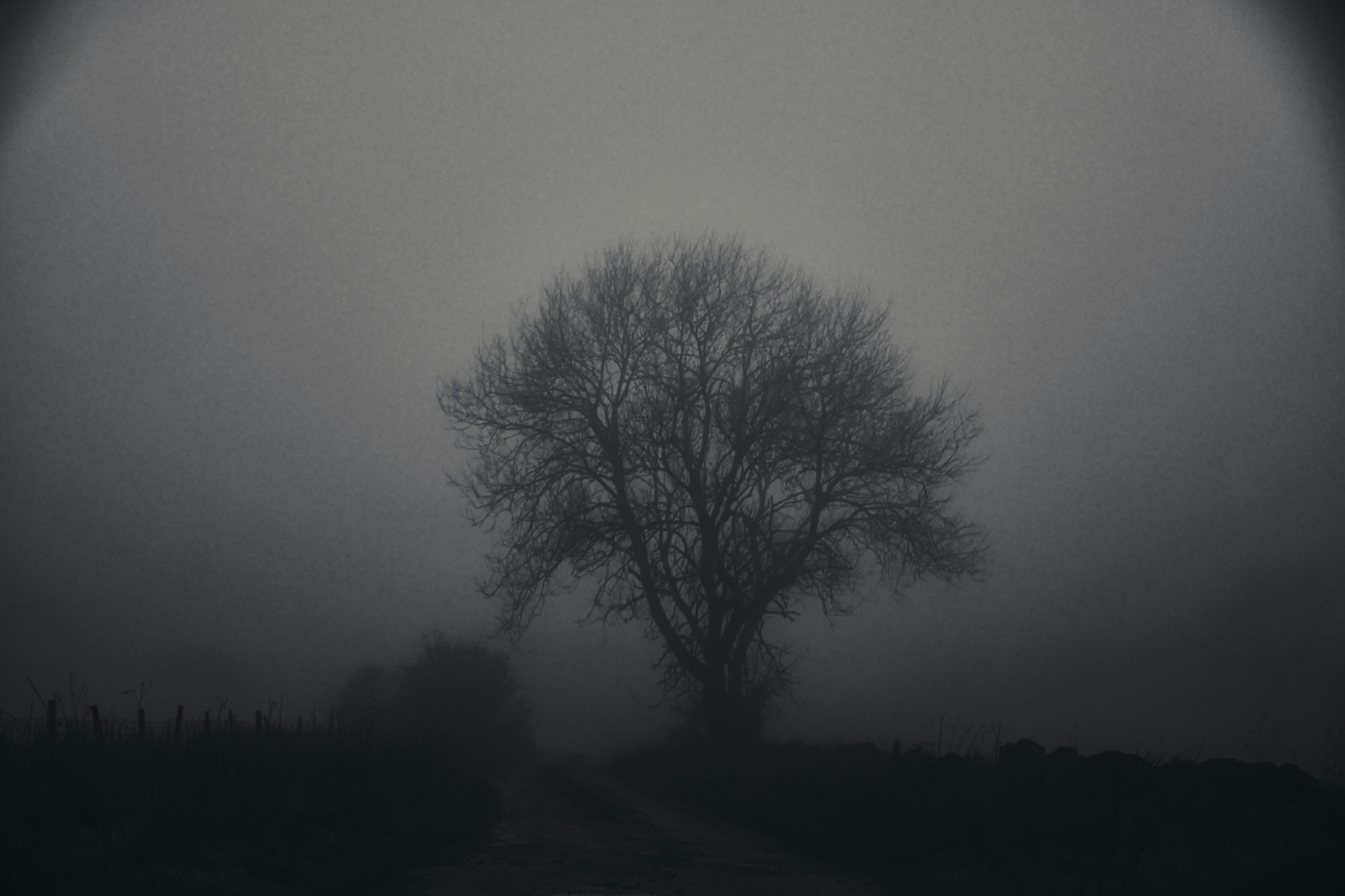 Fogbound Sentinel: a solitary tree in muted twilight