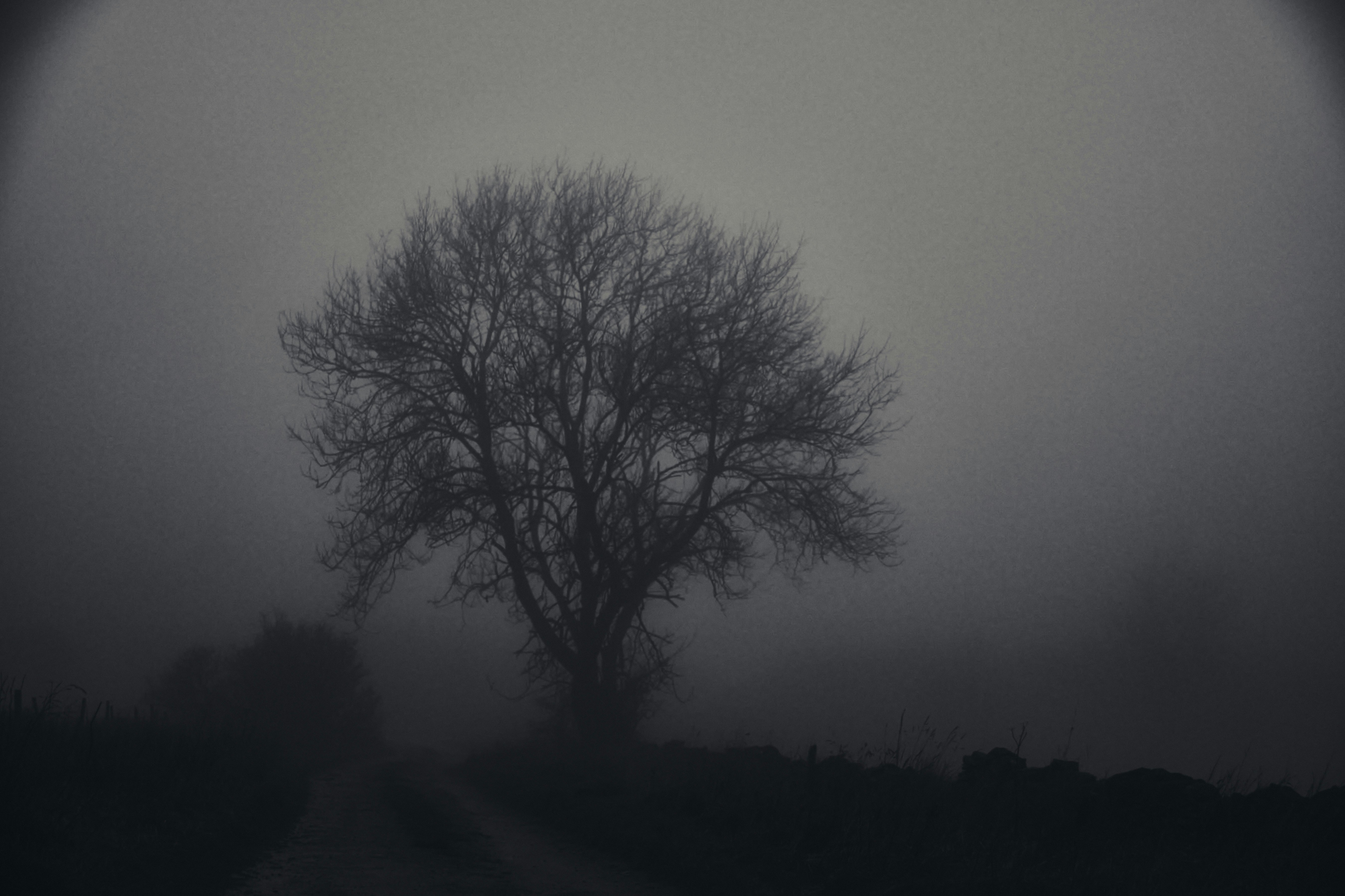 Lonely Sentinel in Velvet Fog