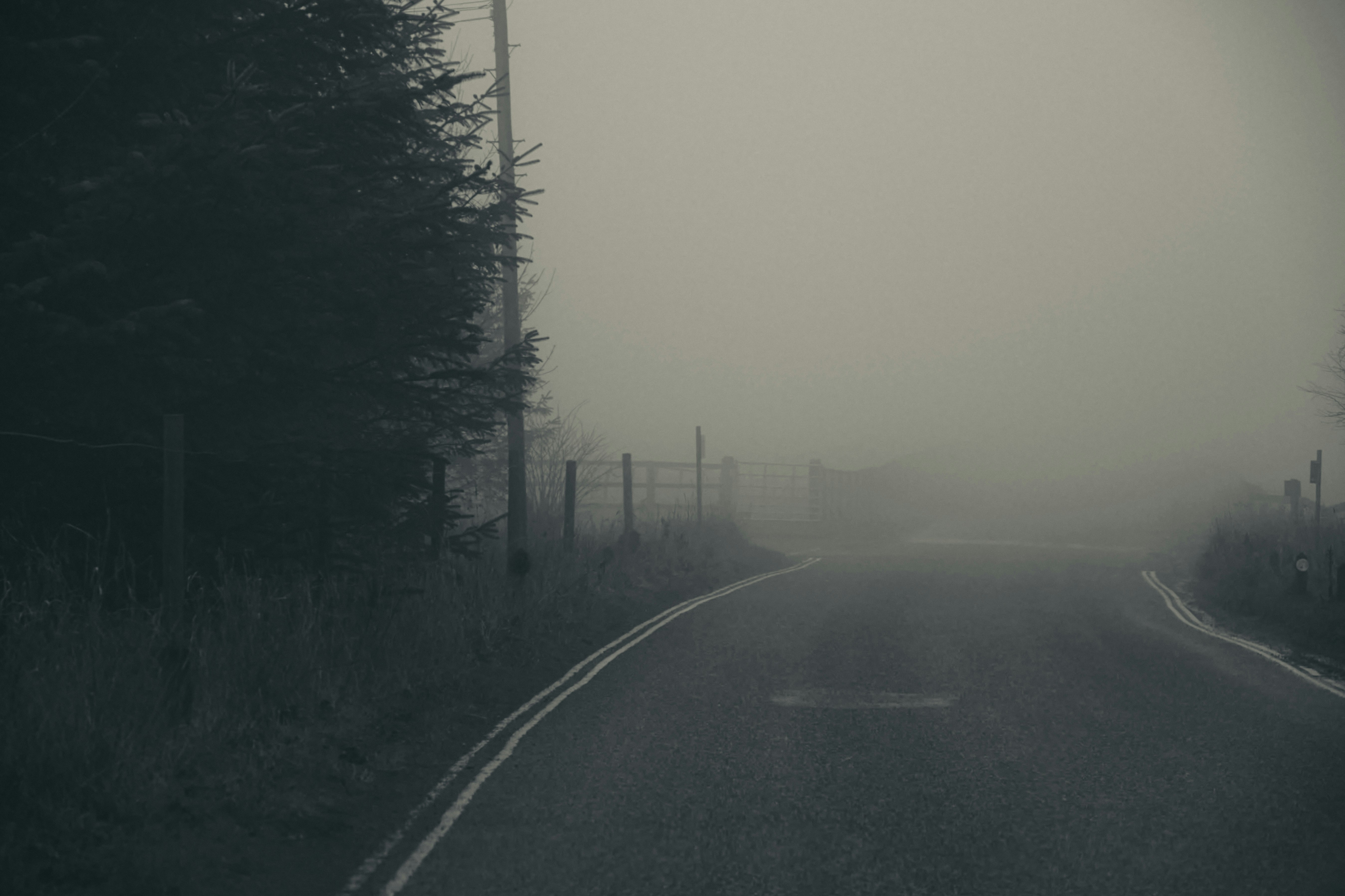 Fogbound Rural Road Beneath Silent Pines