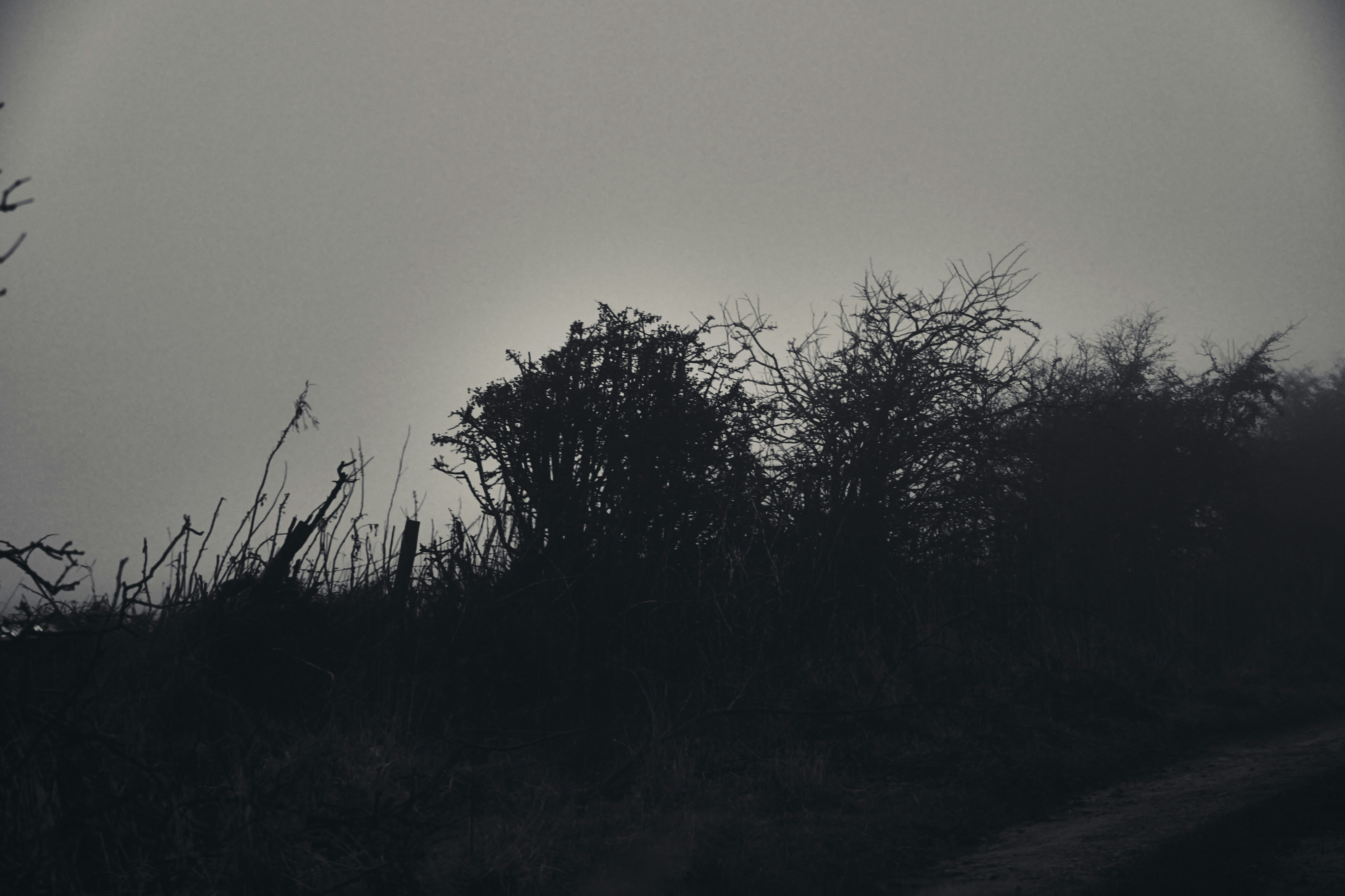 Silhouette on the Horizon: A Quiet, Overcast Farm Lane