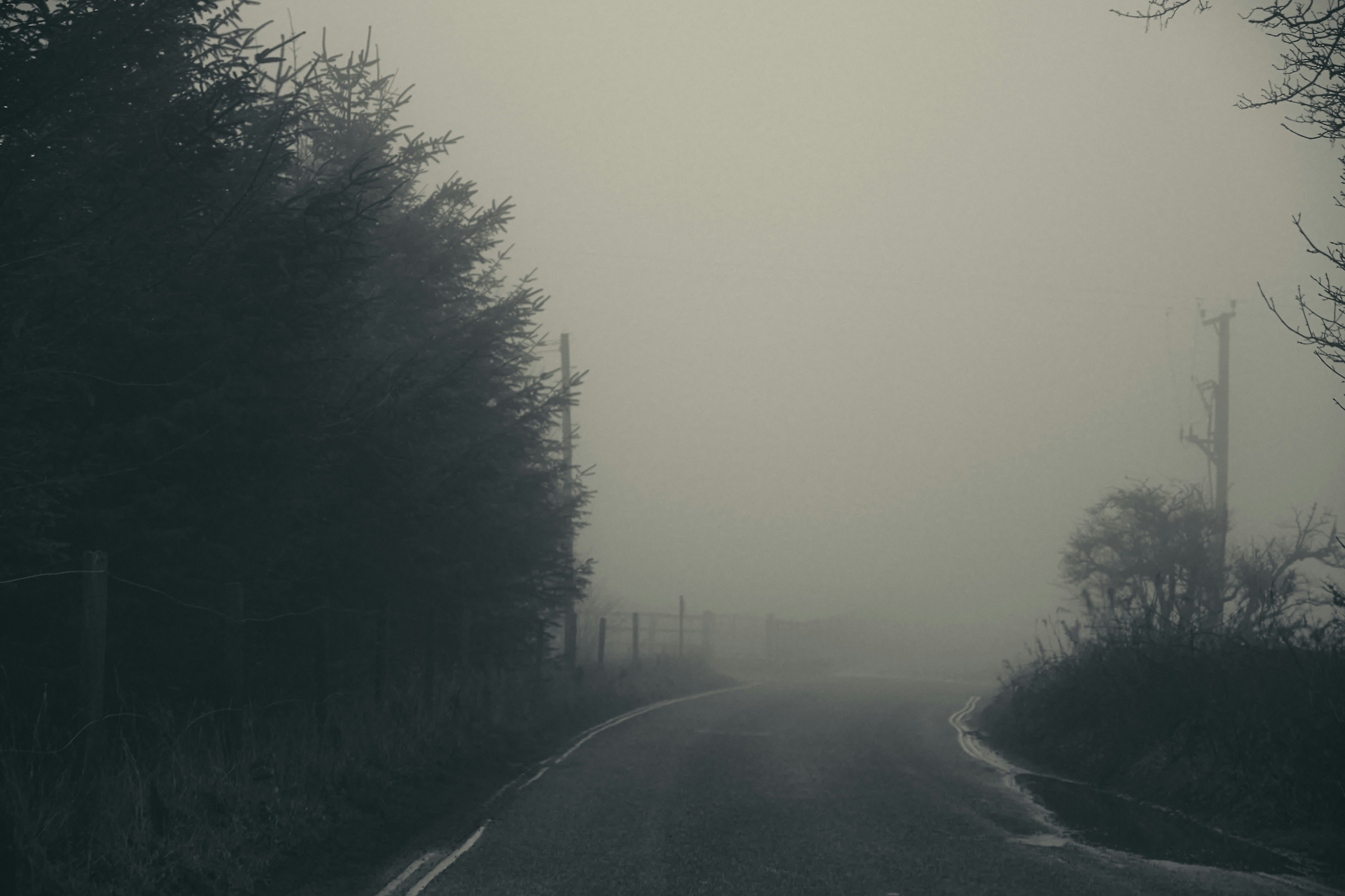 Fog-Laced Road into Distant Silence
