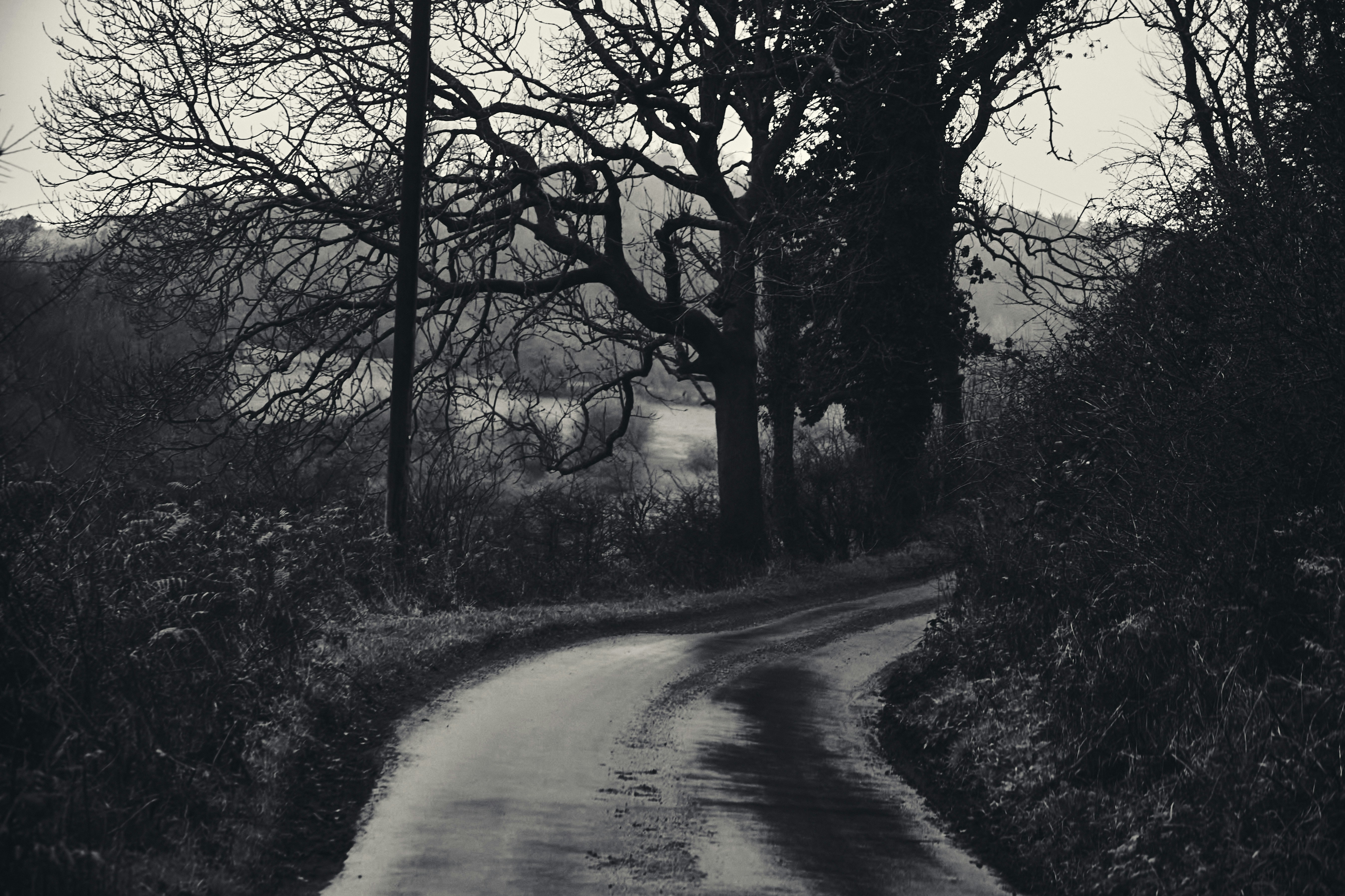 Winding Country Road Through Shadowed Trees at Dusk