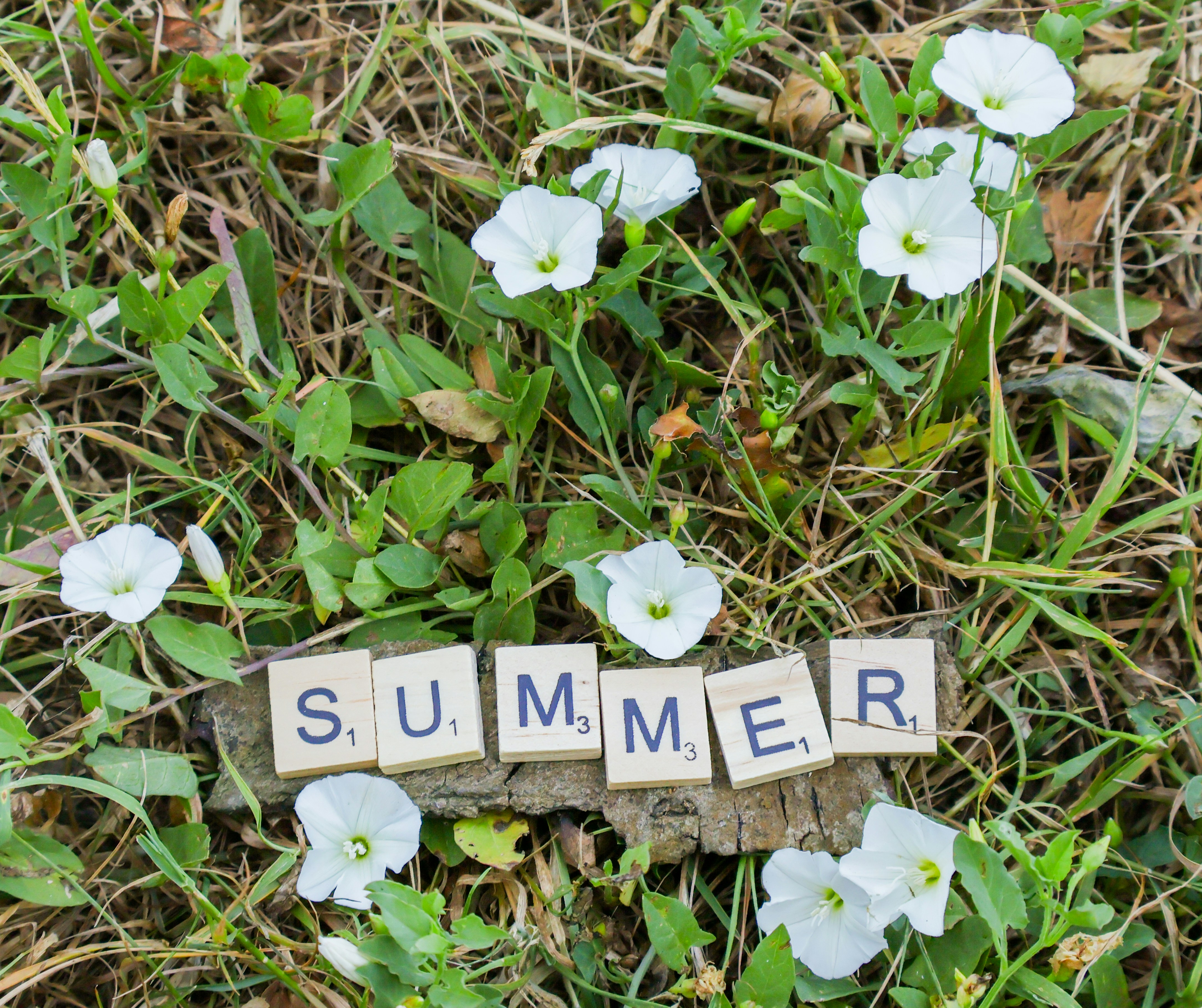 Scrabble Summit: SUMMER Spells on Groundcreep