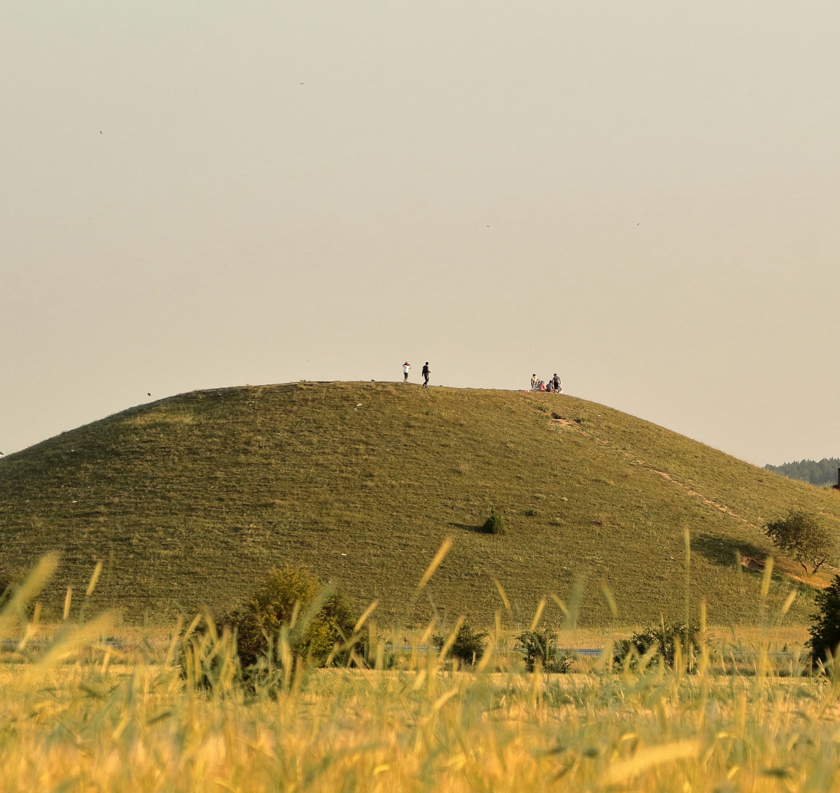 Hilltop Silhouette: A Small Assembly on the Gentle Crest