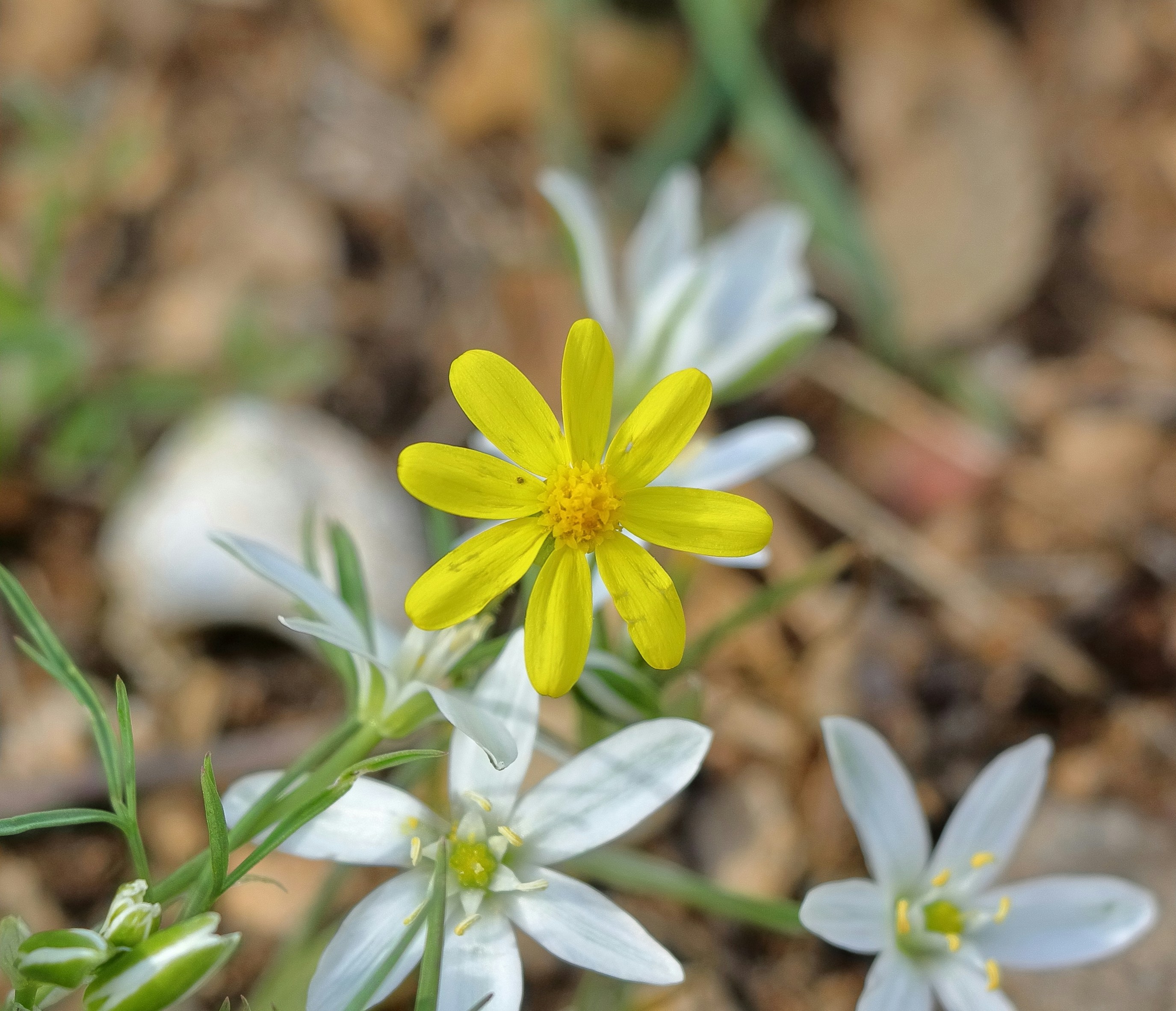 Golden Center: A Bright Yellow Blossom Anchoring a Quiet Groundscape