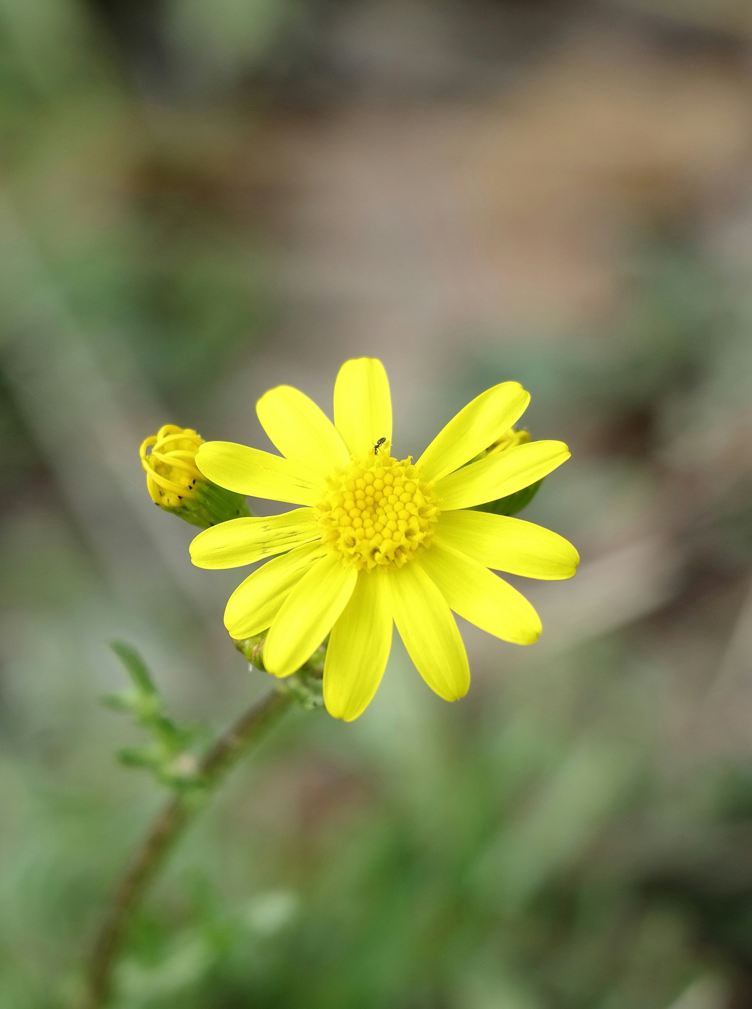 Solar Burst: A Bright Yellow Daisy Opens to the World