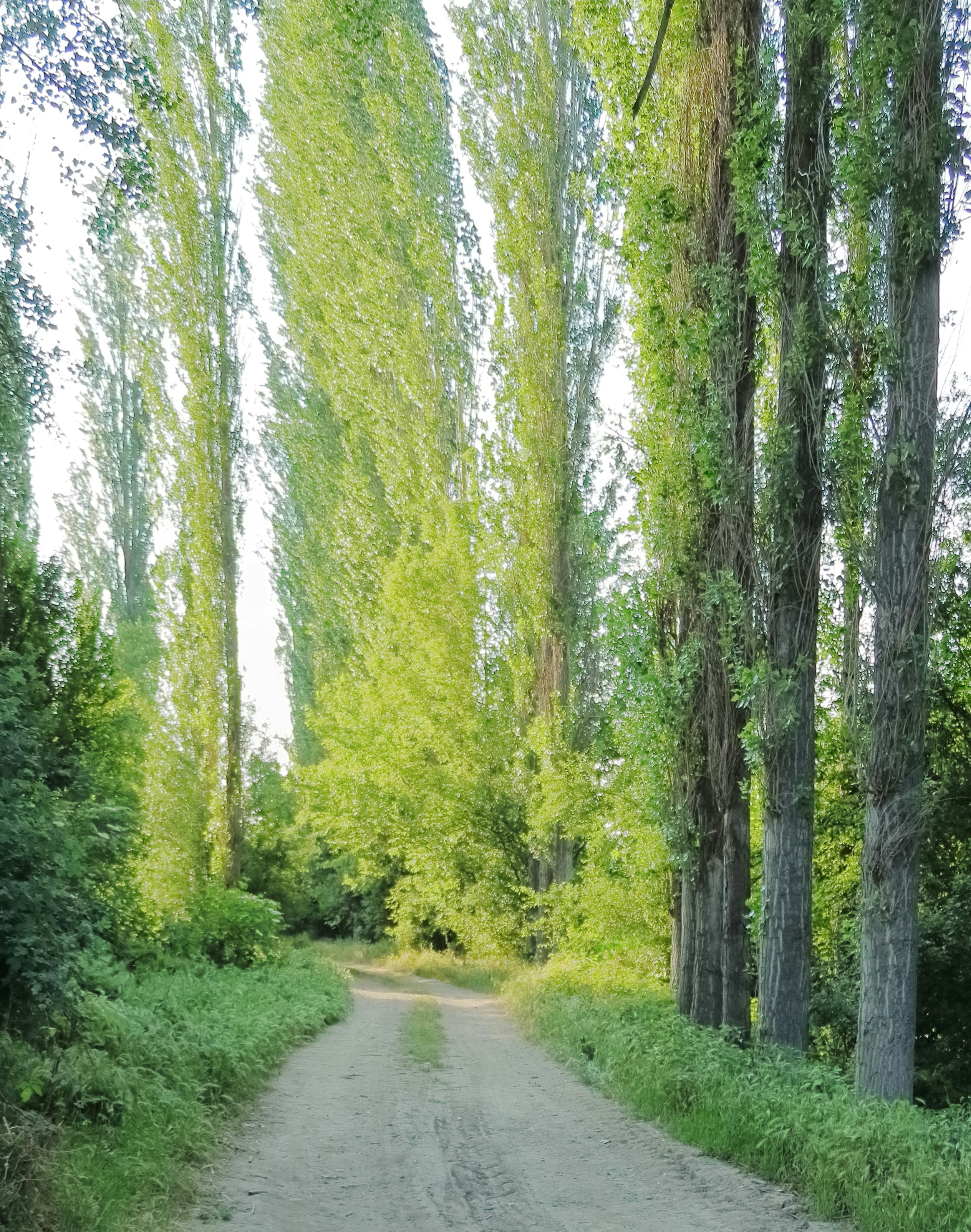 Path Through a Lime-Tree Avenues