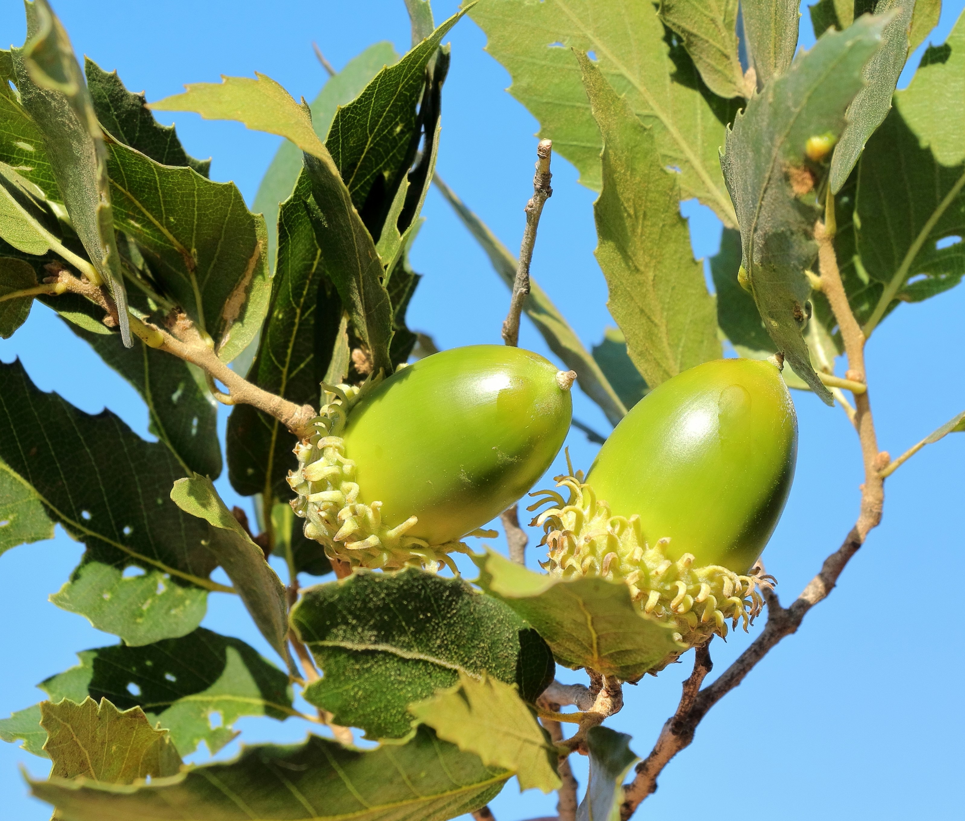 Emerald Fruits Under Blue Sky