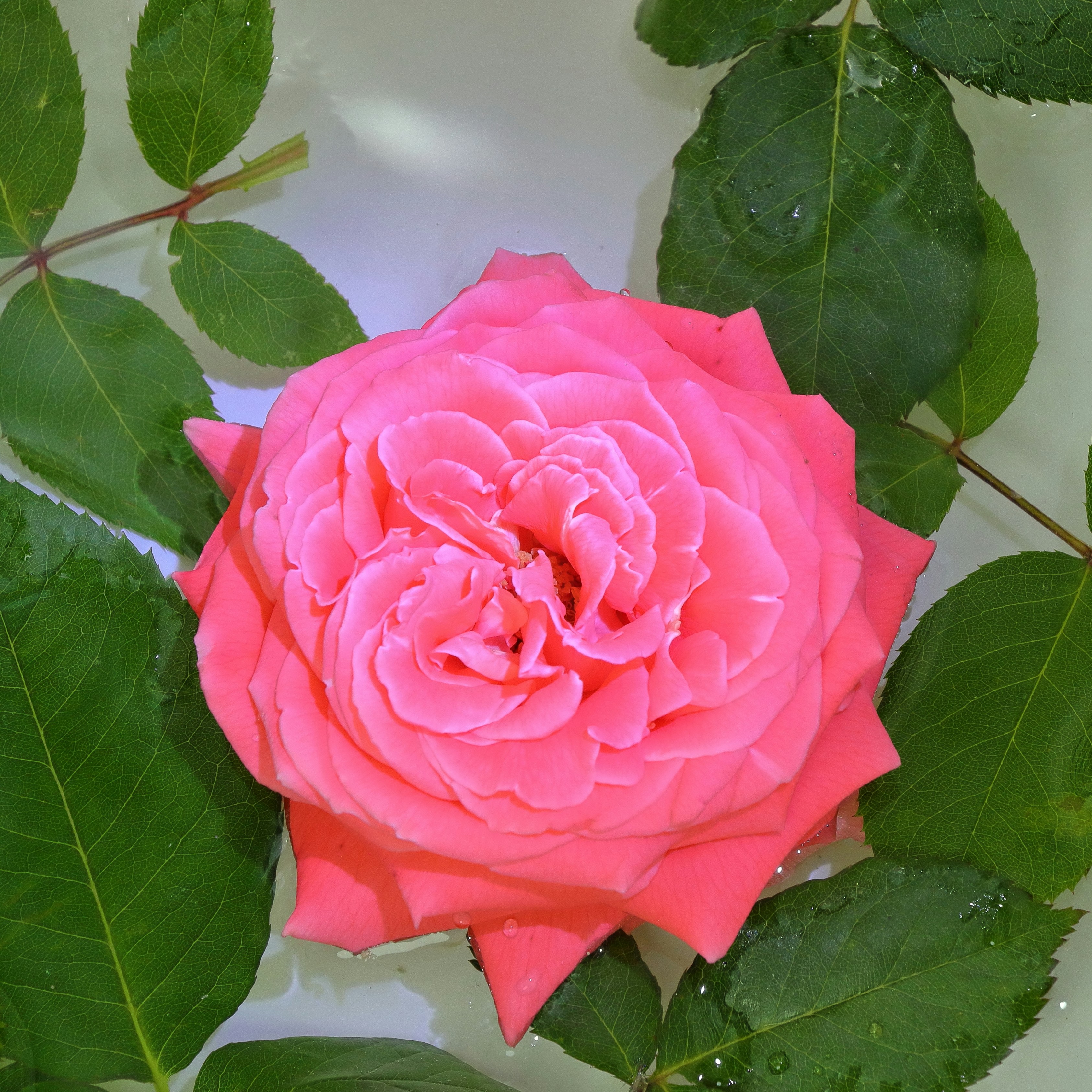 Centerpiece Bloom: A Pink Rose Surrounded by Emerald Leaves