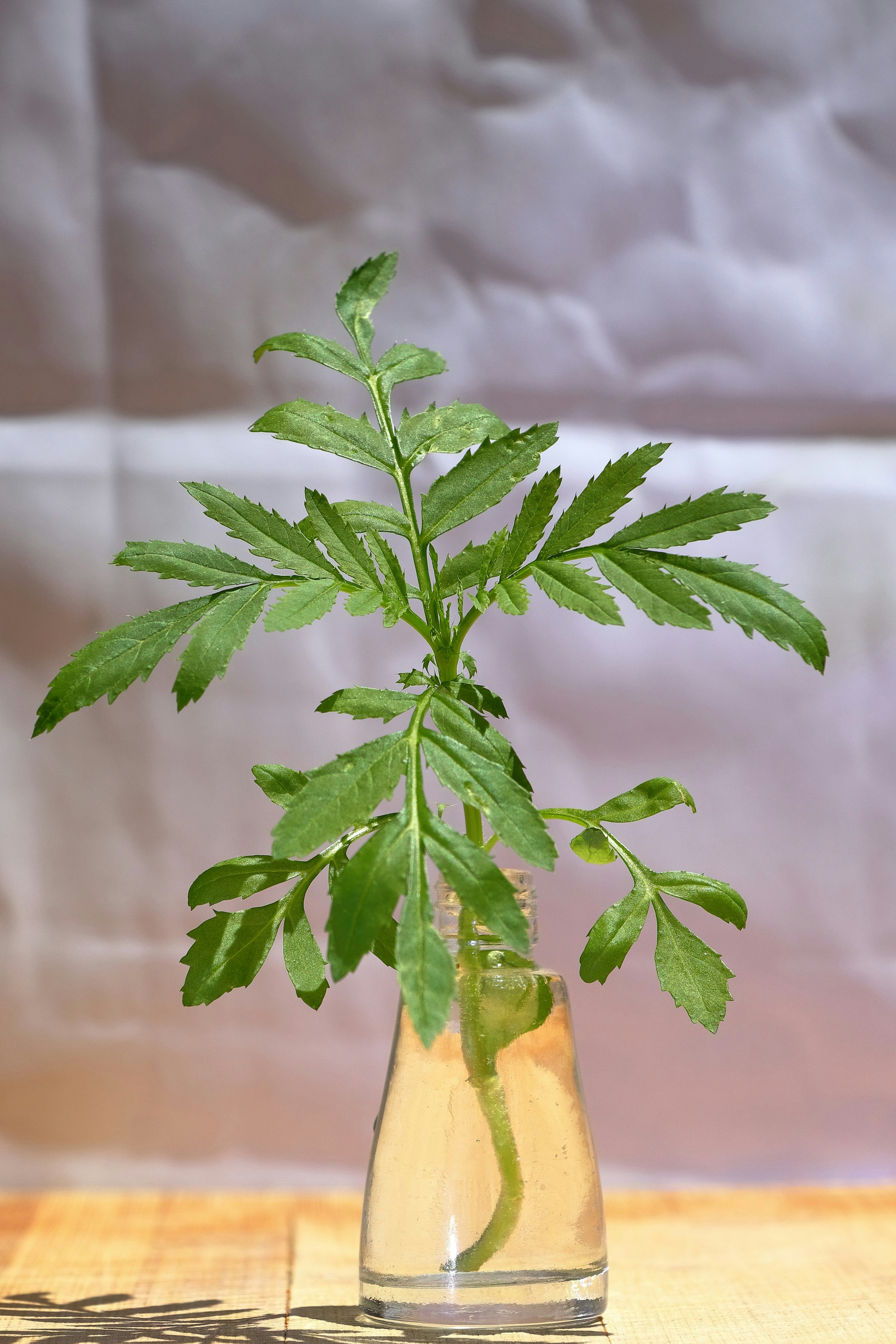 Leafy Stem in a Glass Vessel: Minimal Still Life with Soft Backdrop