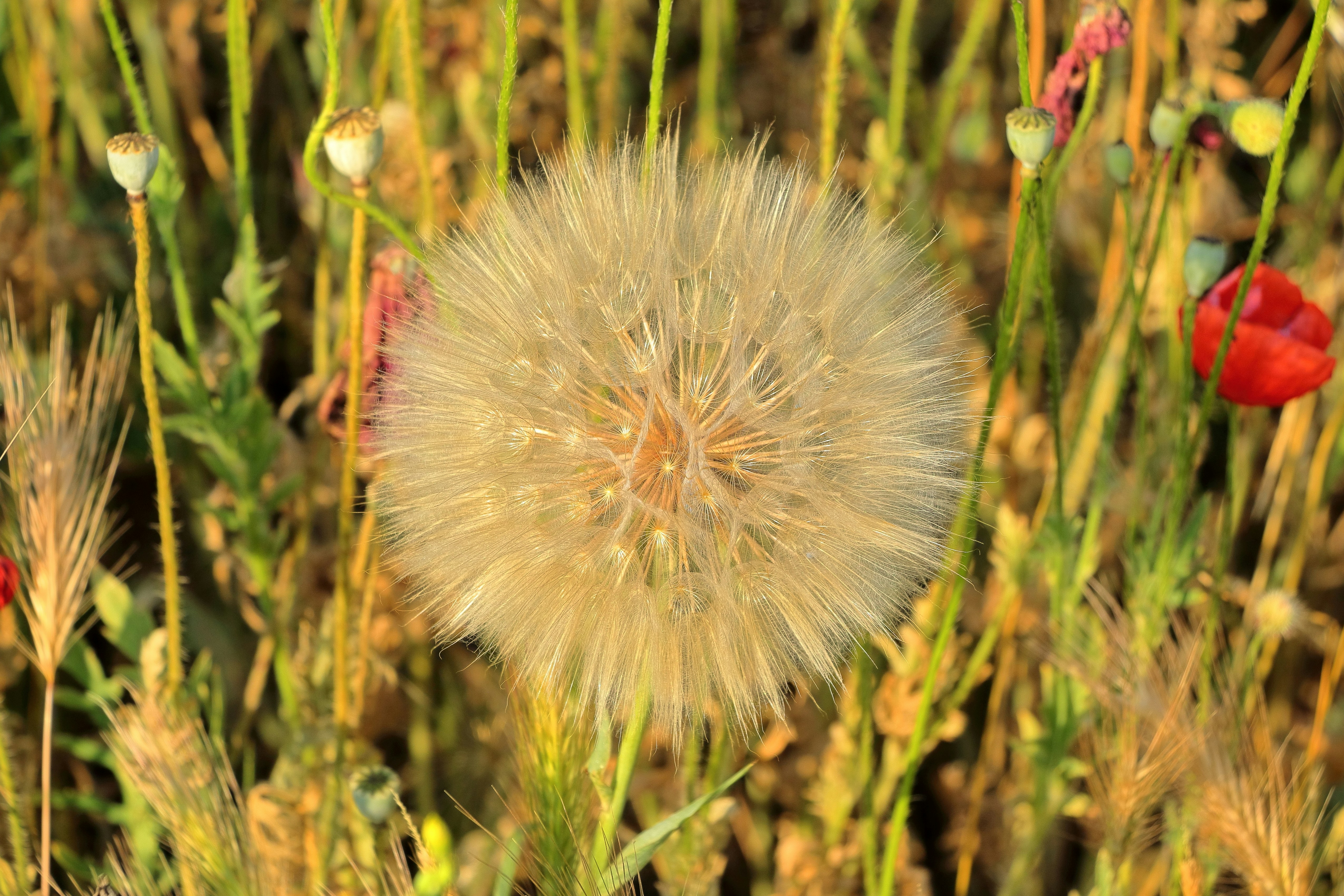 Quiet Burst: A Dandelion Halo in a Field of Seed Heads