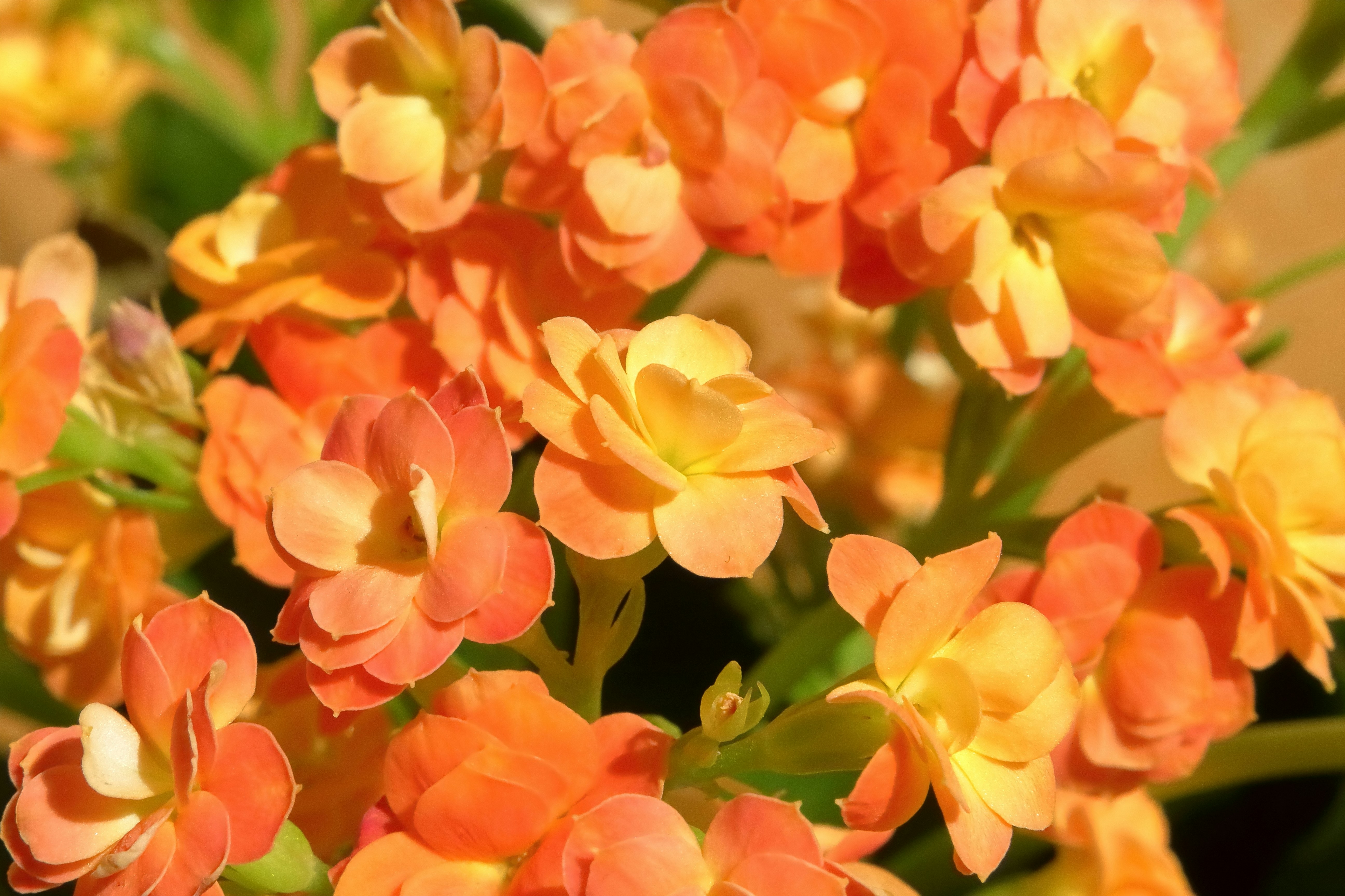 Sunlit Coral Blossom Cluster